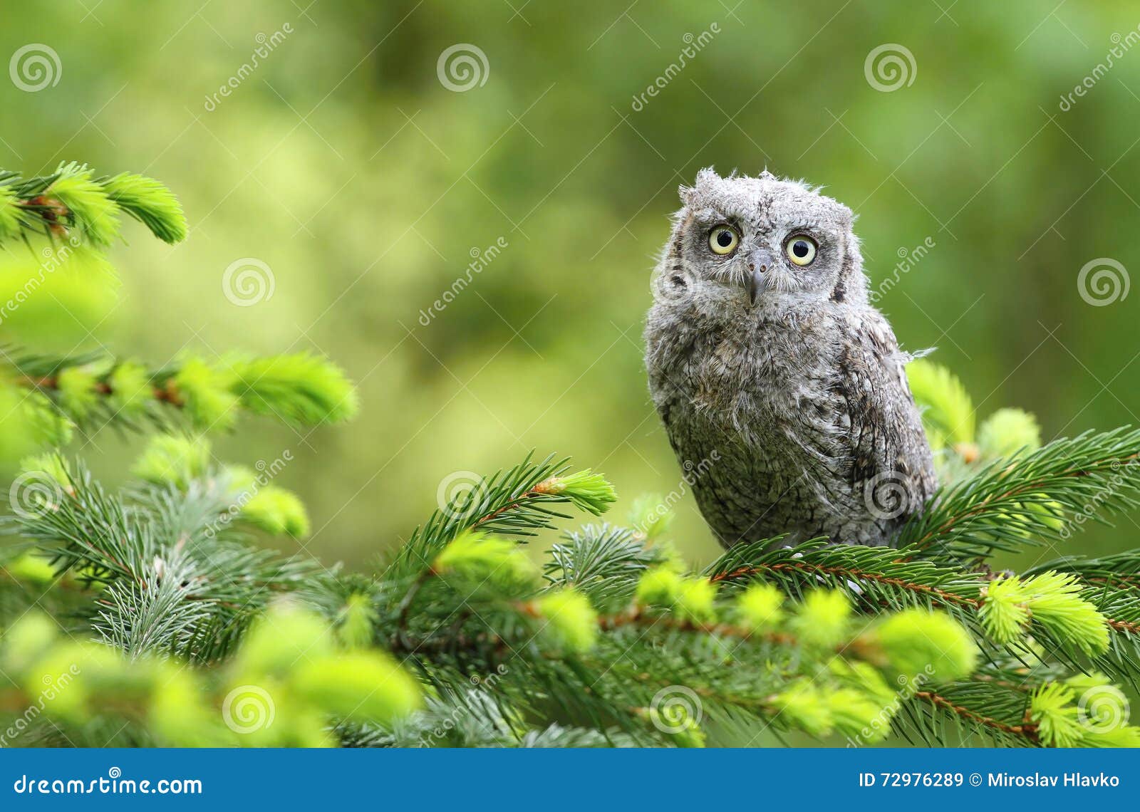 Common scops owl stock image. Image of little, feather - 72976289