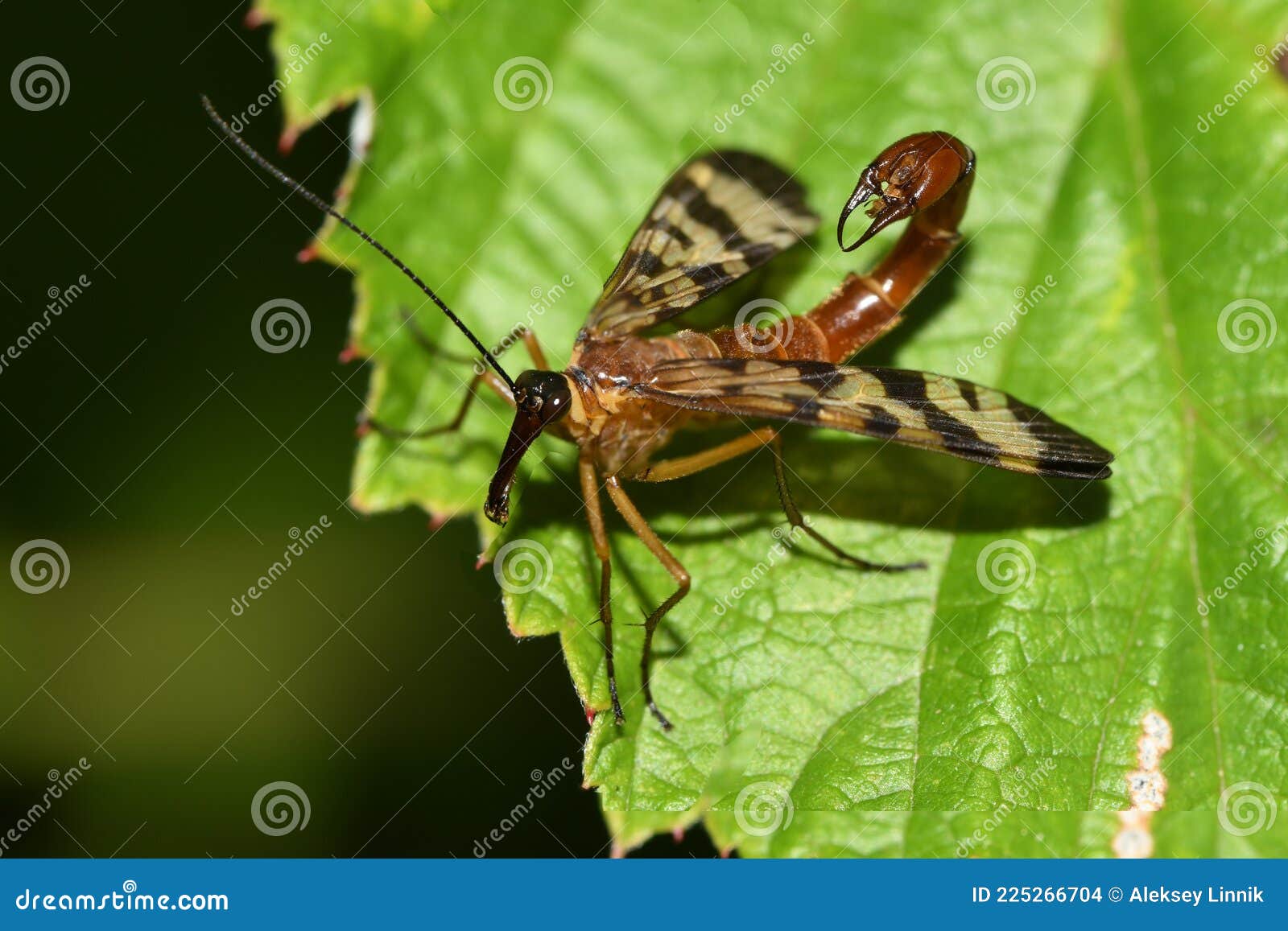 Common Scorpion Insect on a Leaf Stock Photo - Image of biology ...