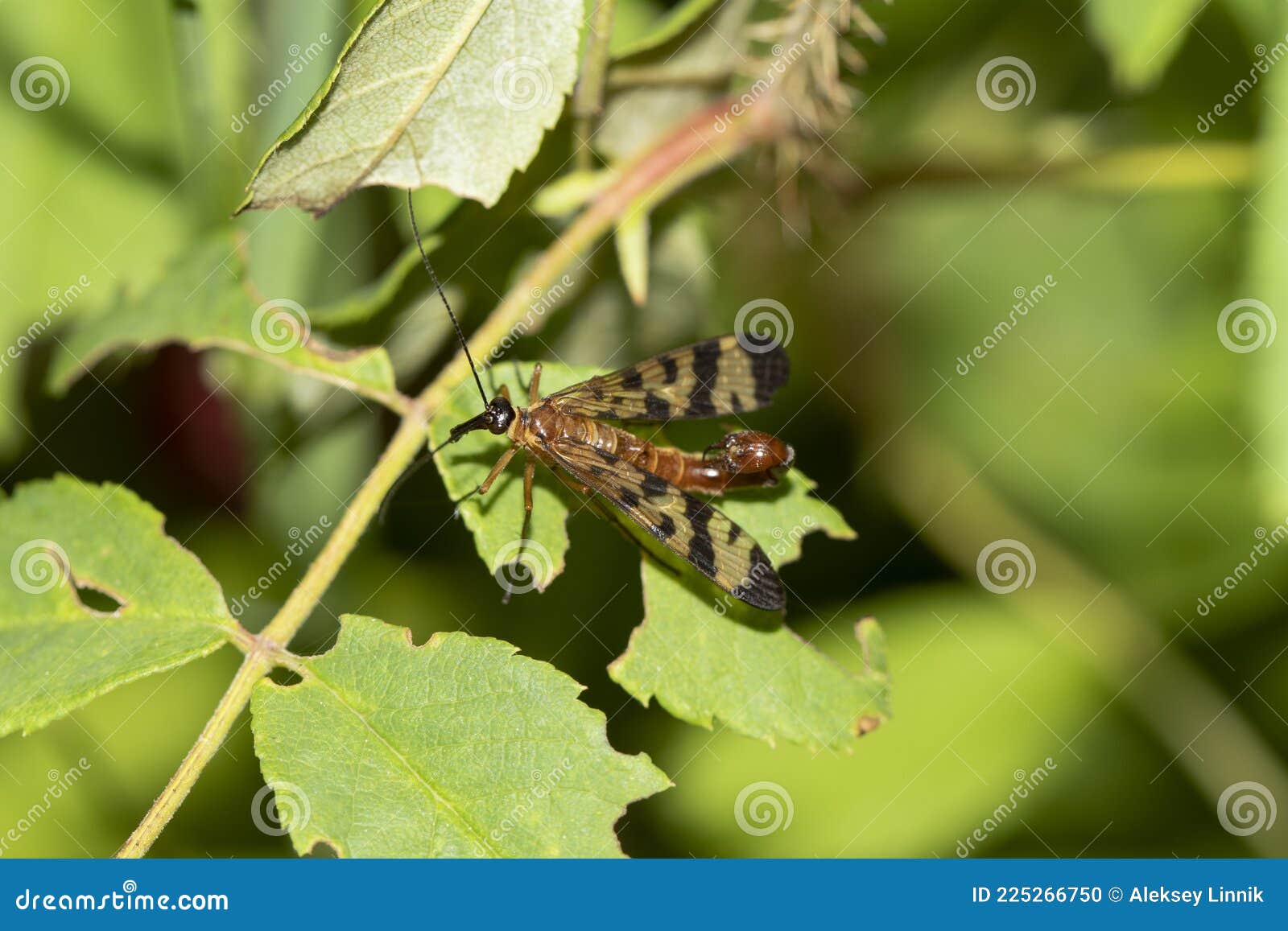 Common Scorpion Insect on a Leaf Stock Photo - Image of animal, nature ...