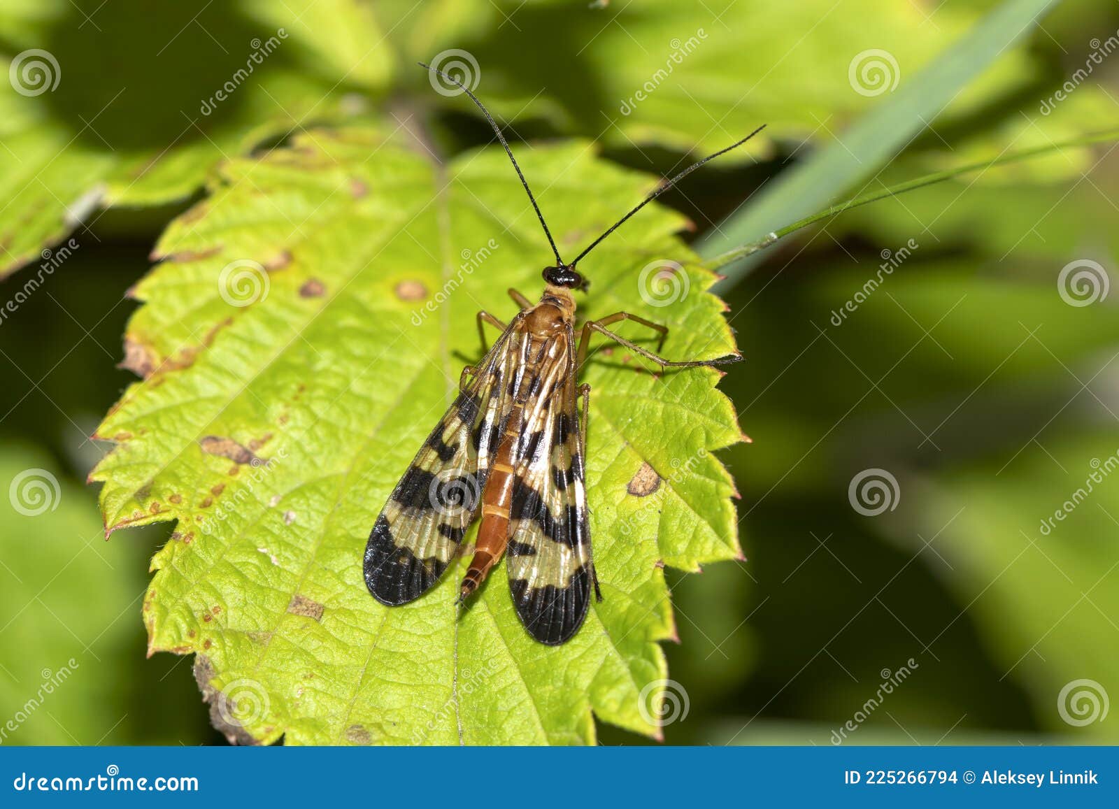 Common Scorpion Insect on a Leaf Stock Photo - Image of nature ...