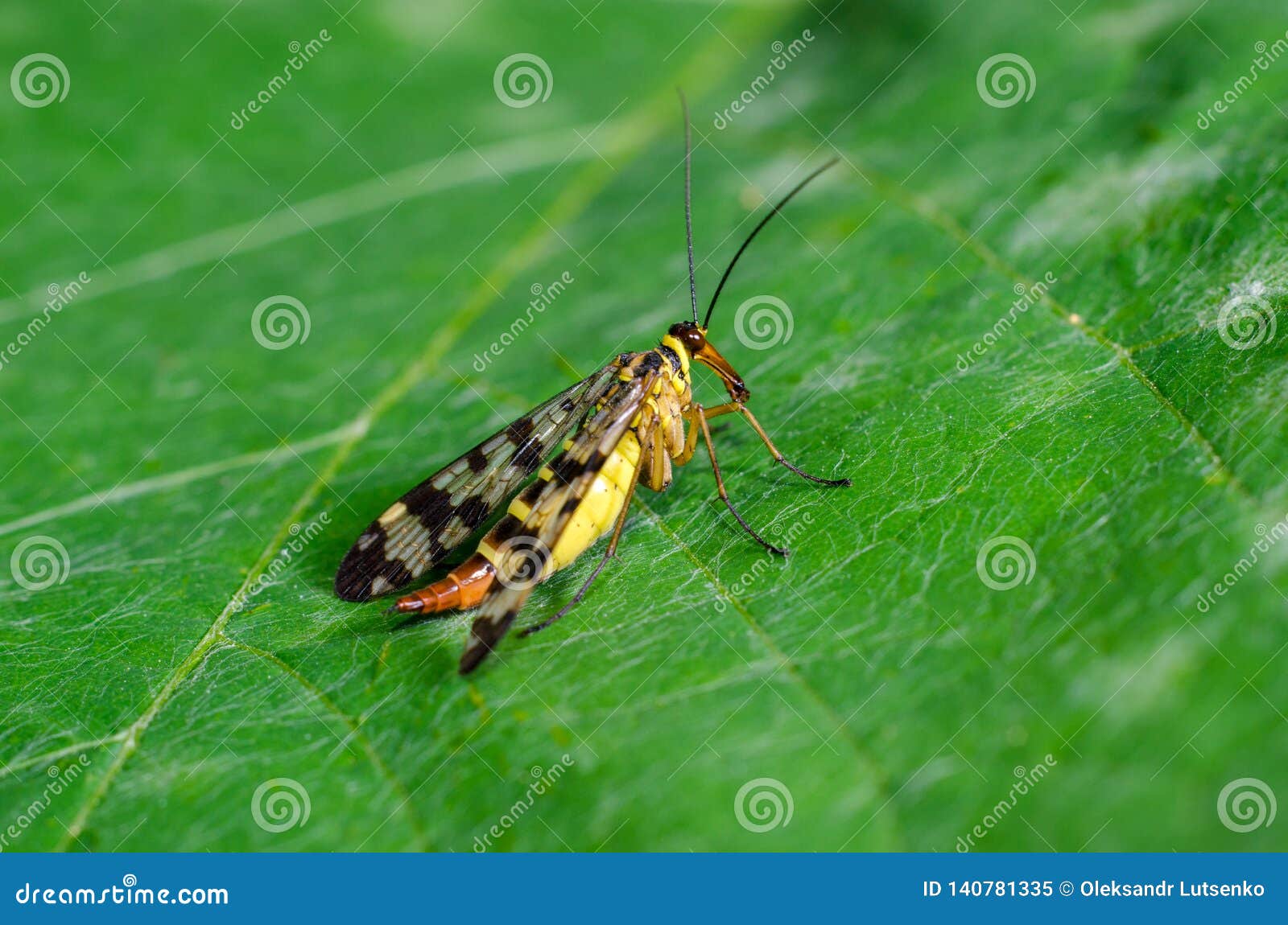 The Common Scorpionfly stock image. Image of macro, green - 140781335