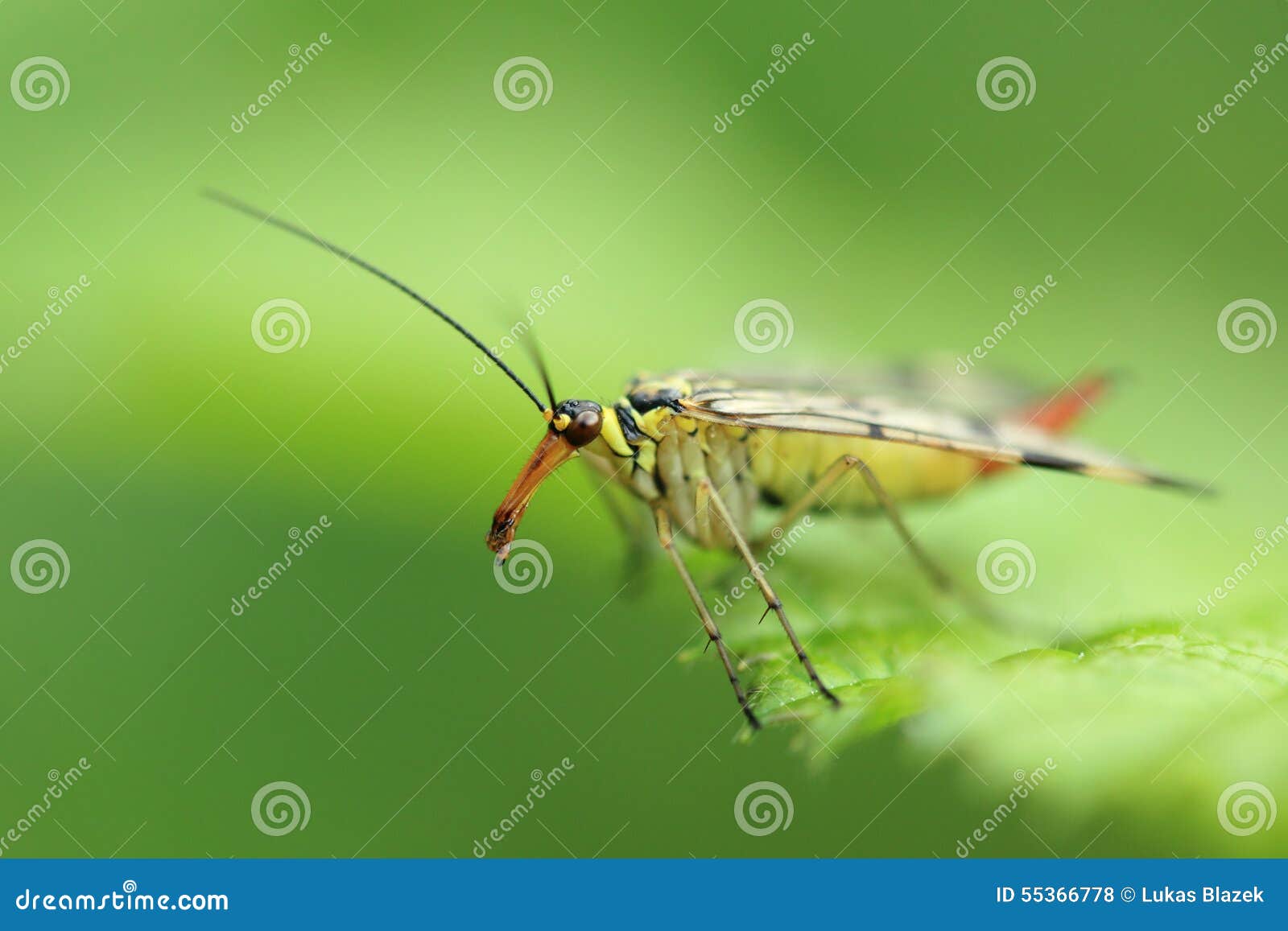 Common scorpionfly stock photo. Image of insect, scorpionfly - 55366778