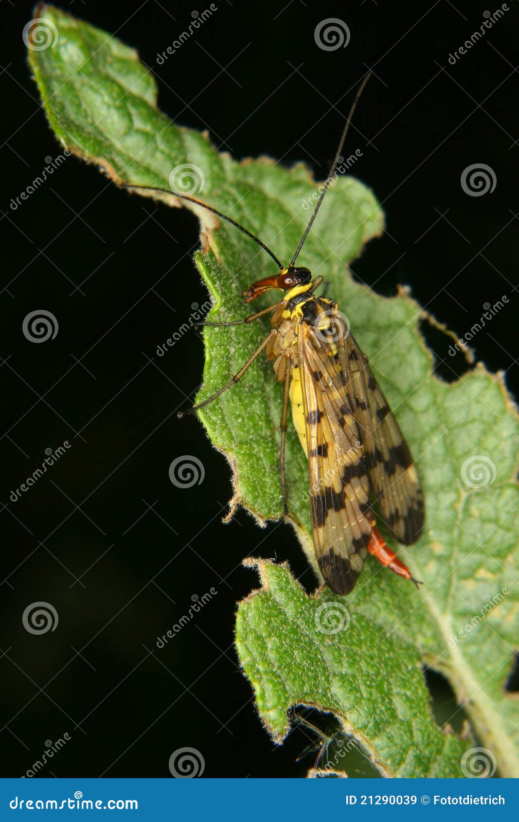 Common Scorpionfly (Panorpa Communis) Stock Image - Image of meadow ...