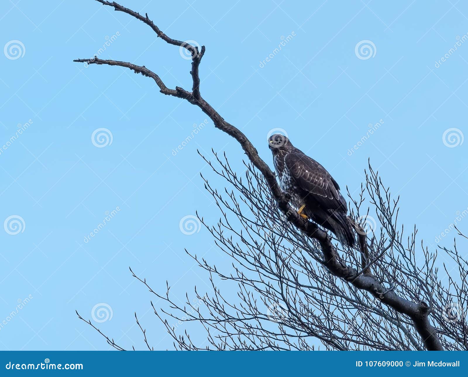 Scottish Common Buzzard on Tree Stock Photo - Image of aura, nature ...