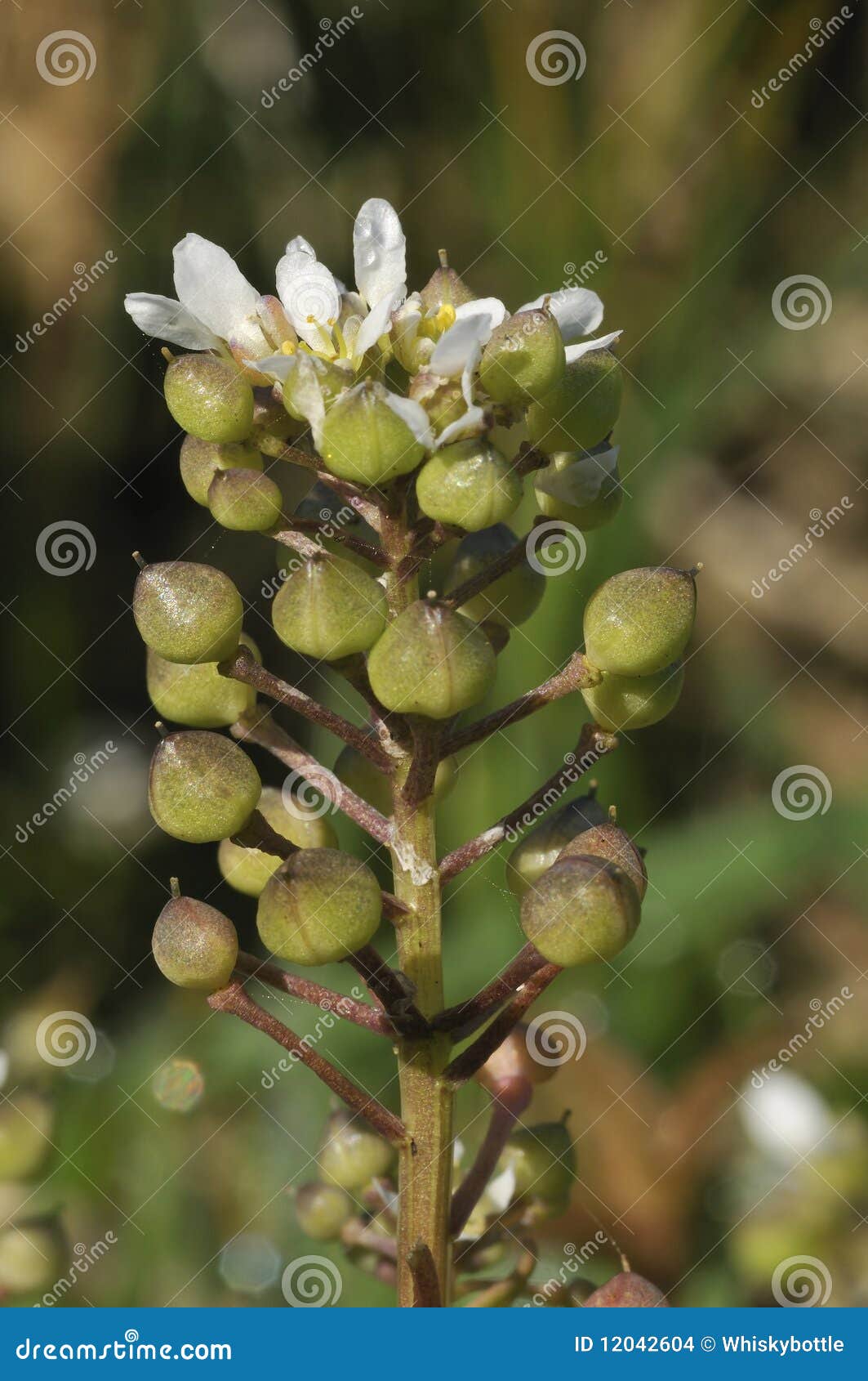 Common Scurvygrass - Cochlearia Officinalis Stock Photo - Image of ...