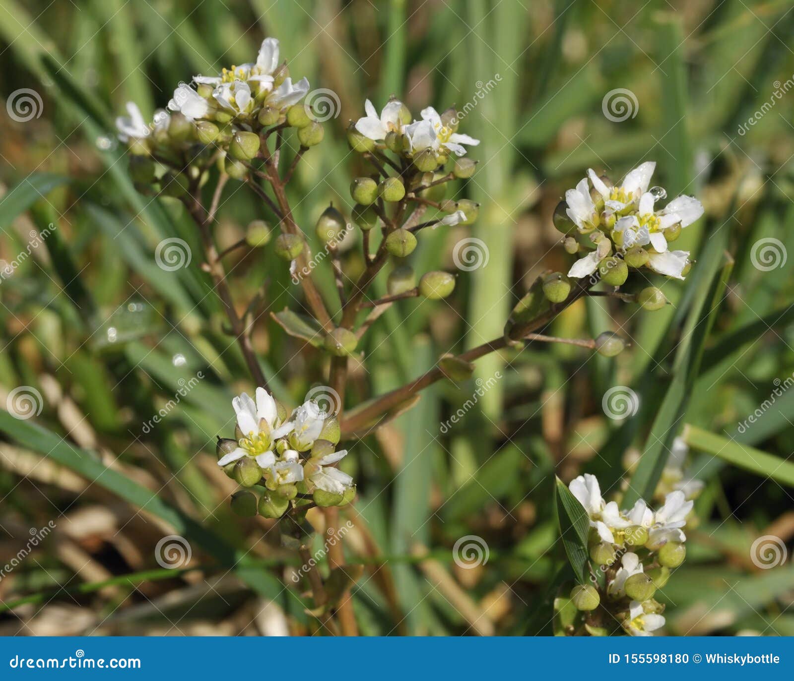 Common Scurvygrass, Cochlearia Officinalis, On The Pebble Shore In The ...