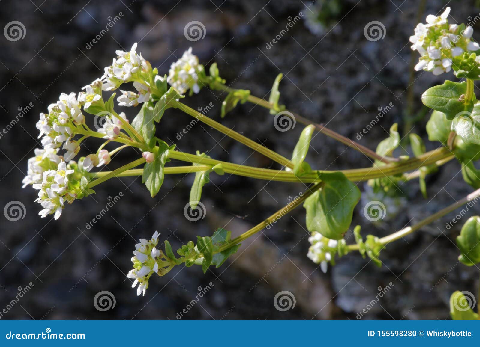 Common Scurvygrass, Cochlearia Officinalis, On The Pebble Shore In The ...
