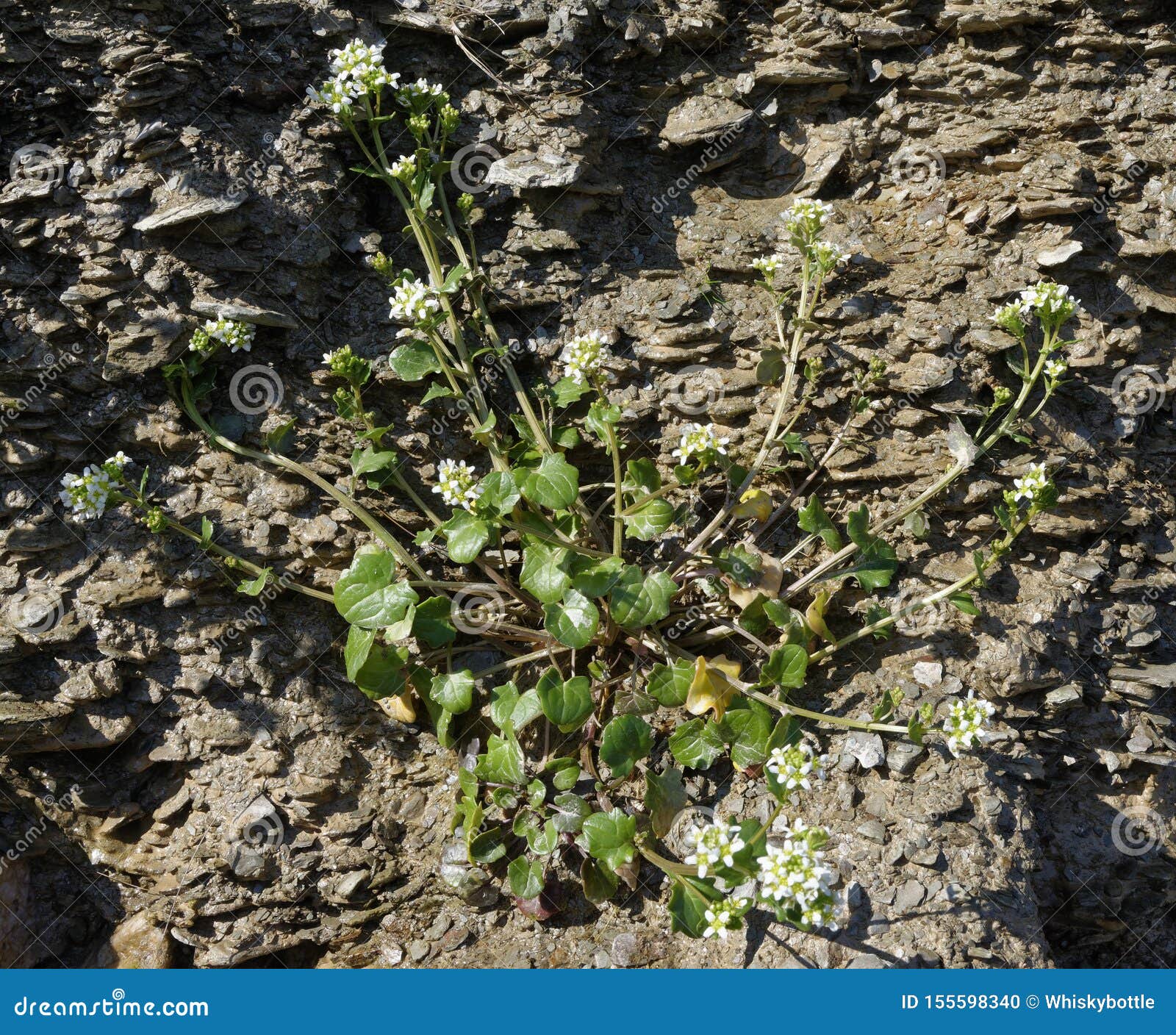 Common Scurvygrass, Cochlearia Officinalis, On The Pebble Shore In The ...