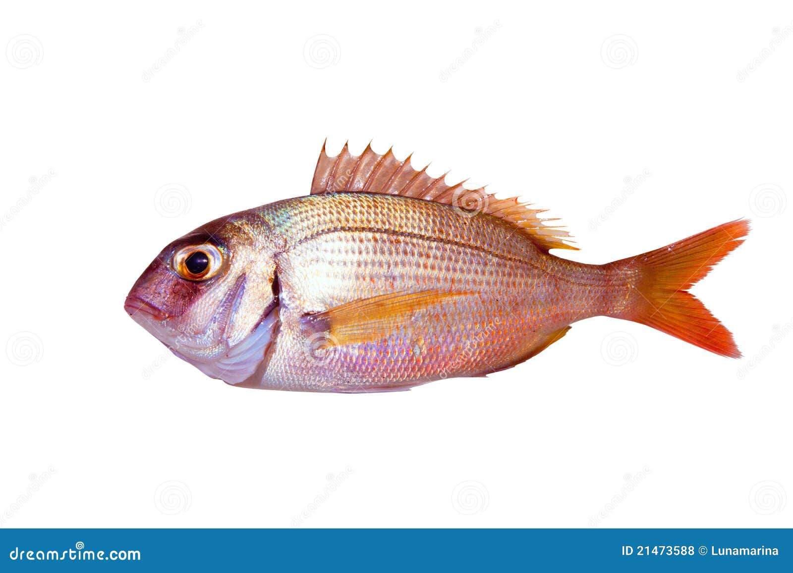 Common Sea Bream Pagrus Fish Isolated Stock Photo - Image of ...
