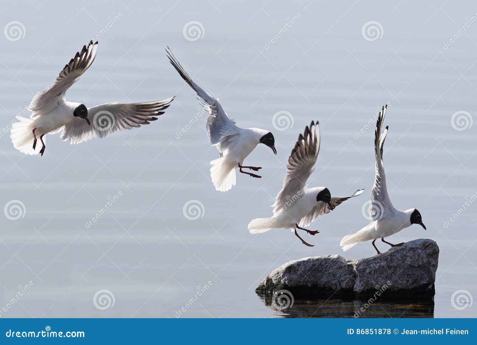 Common seagull in flight stock photo. Image of white - 86851878
