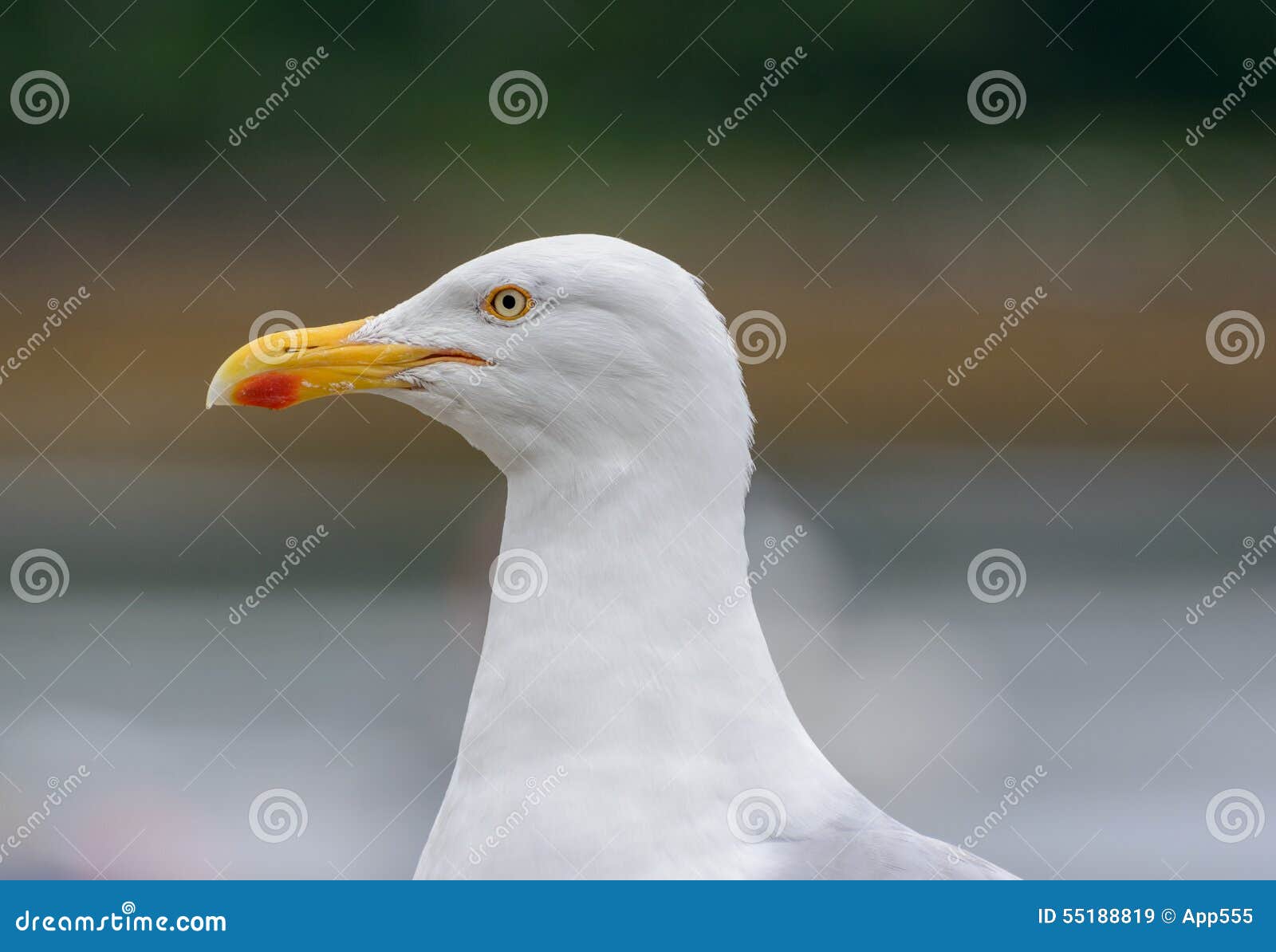 Common Seagull stock image. Image of common, seagull - 55188819