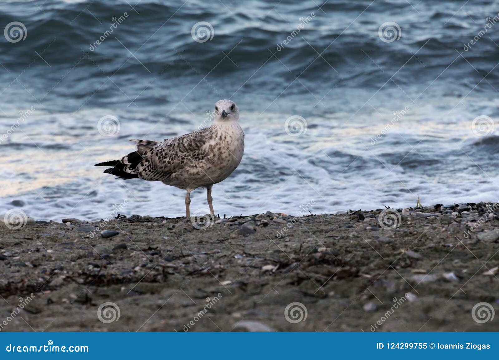 Common Seagull Larus Canus Looking on Camera Stock Image - Image of ...
