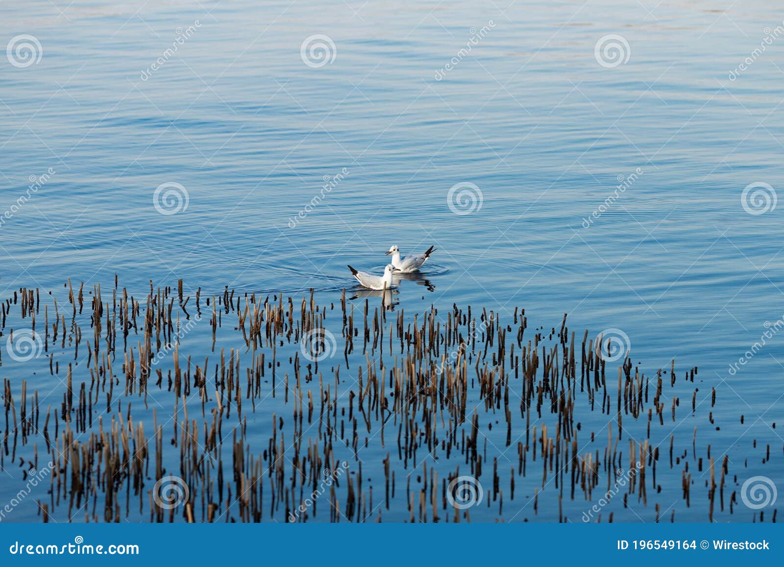Seagulls Floating on the Water Stock Photo - Image of gull, wildlife ...
