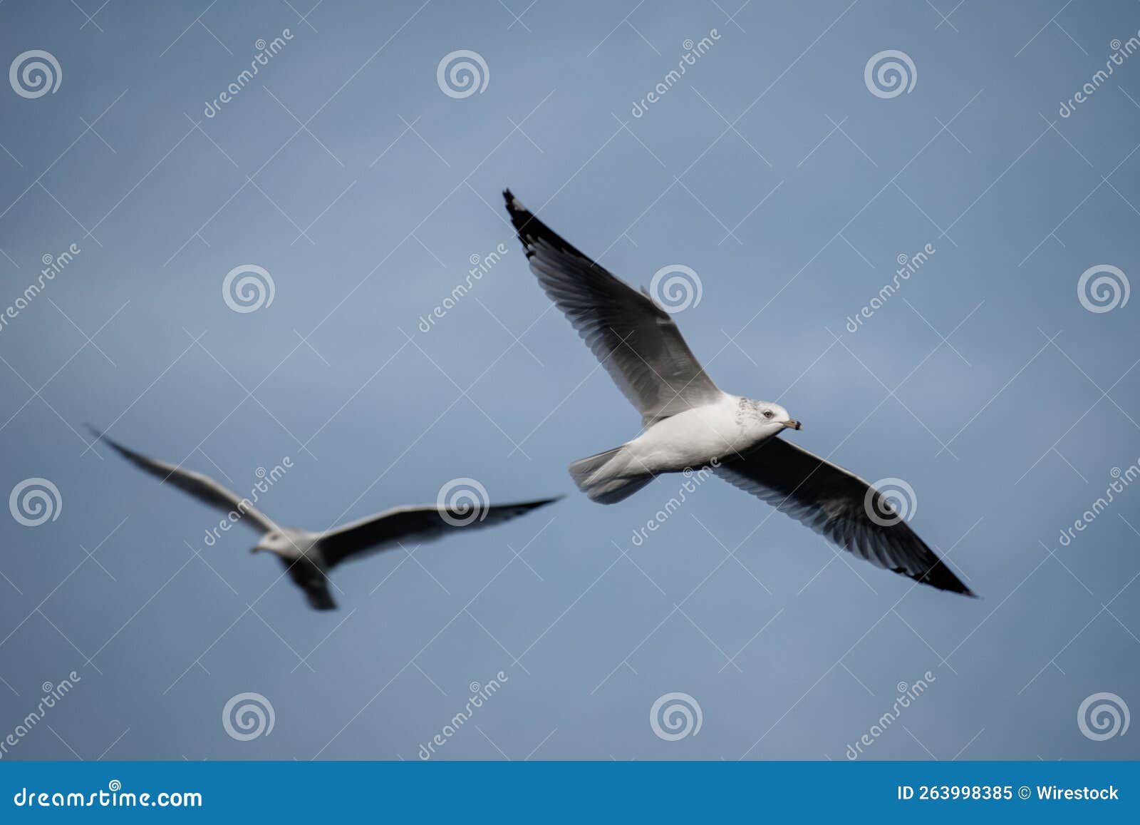 Common Seagulls Flying in the Air Stock Image - Image of animals ...