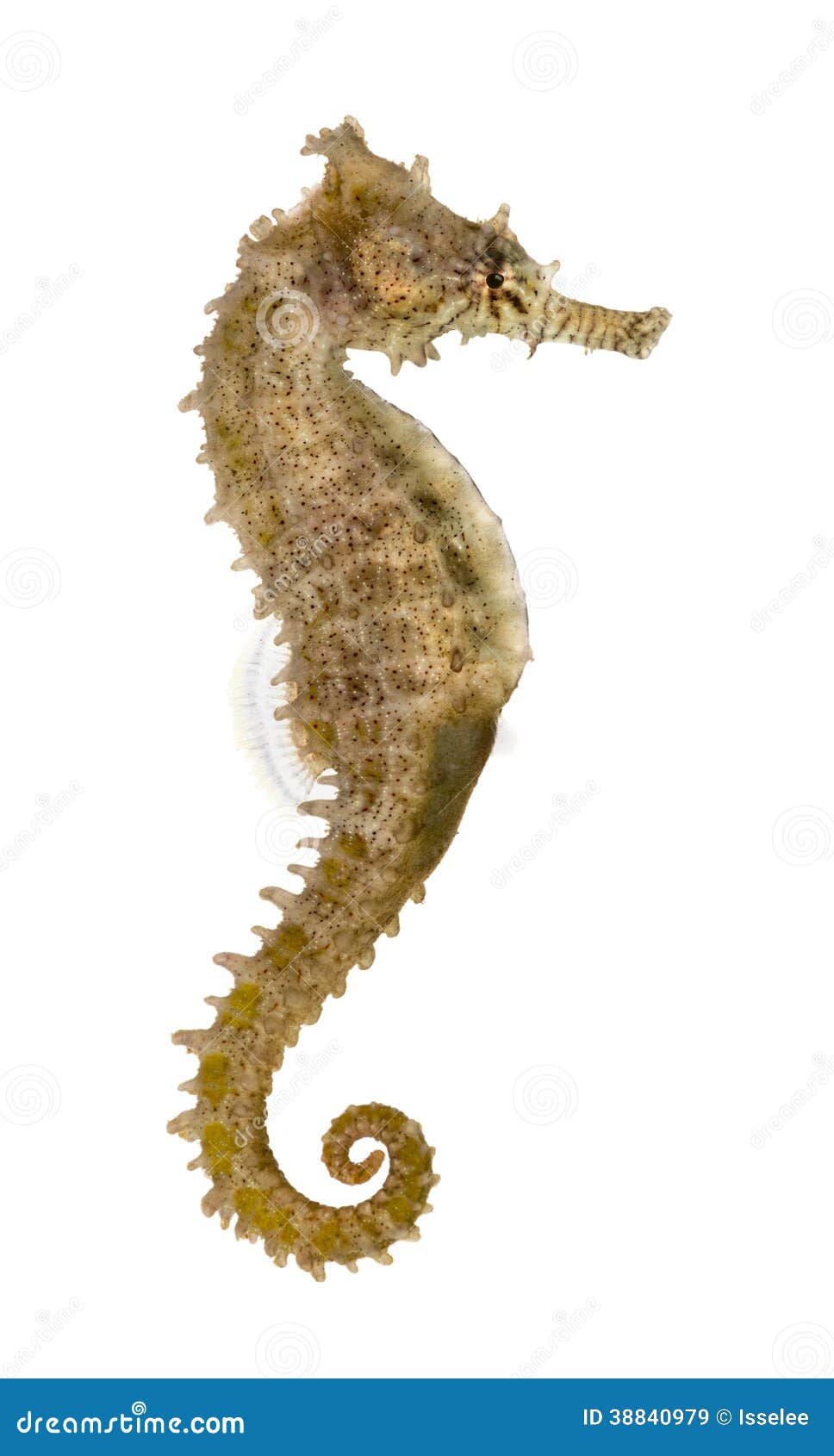 Hippocampus Kuda