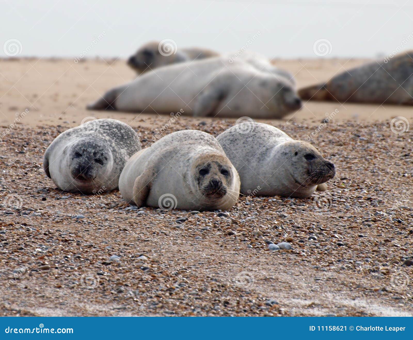 Common Seal stock image. Image of harbor, natural, wildlife - 11158621