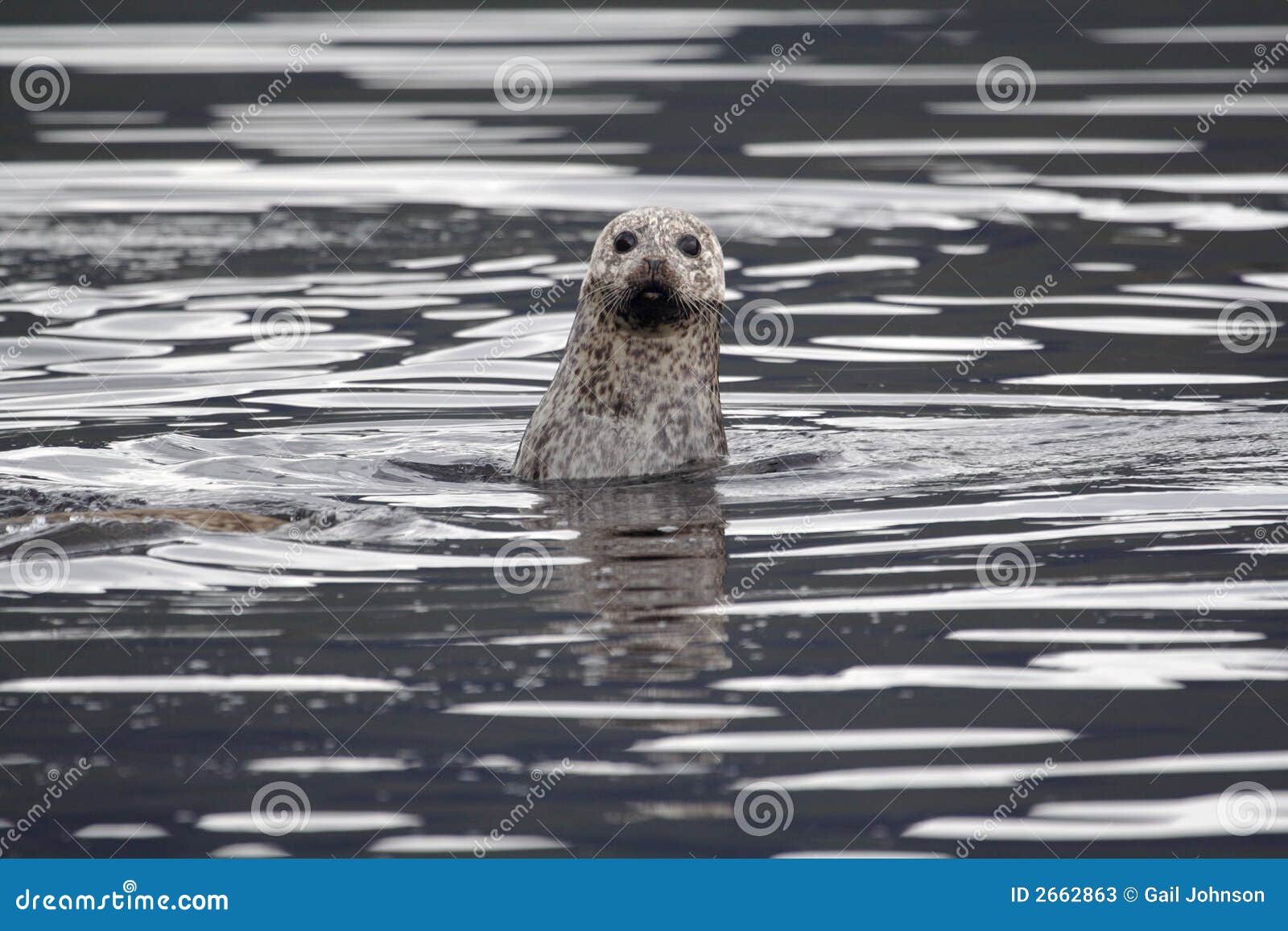 Common Seal stock image. Image of kingdom, skye, common - 2662863