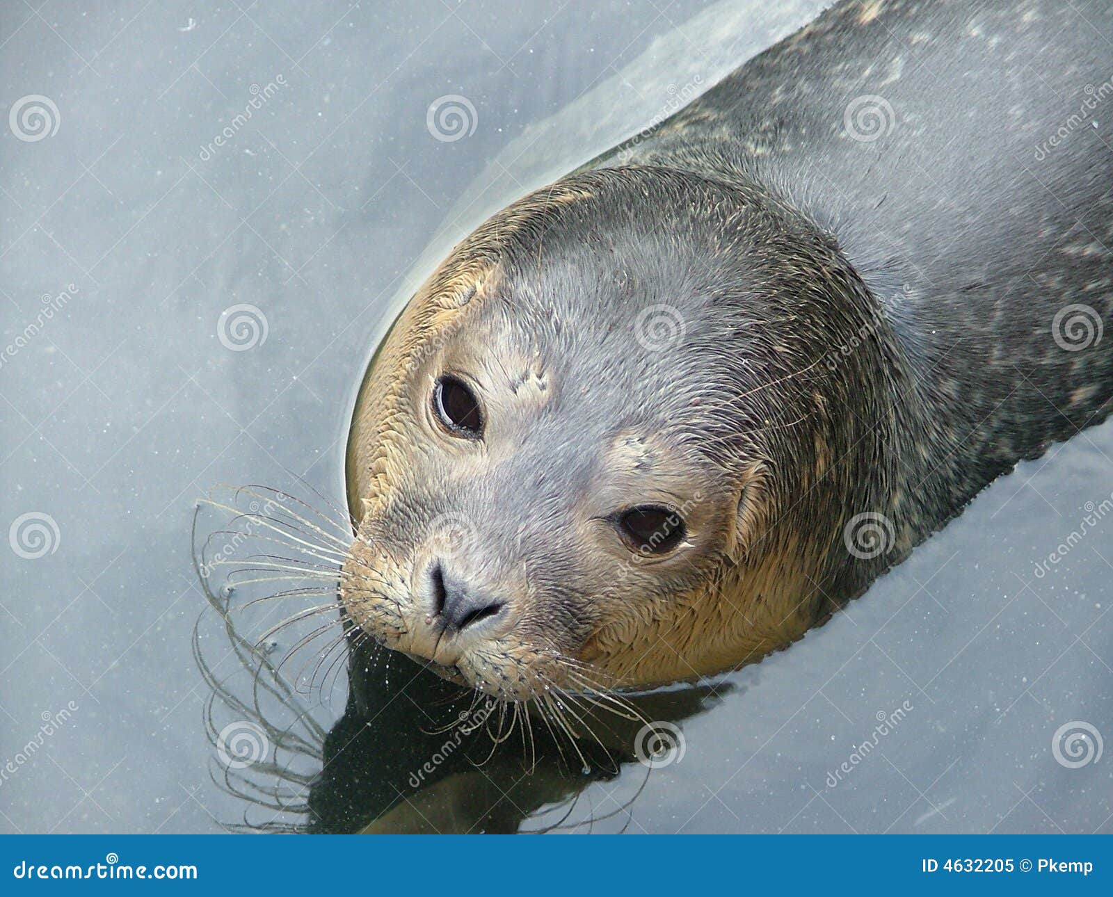 Common Seal Stock Image | CartoonDealer.com #4632205