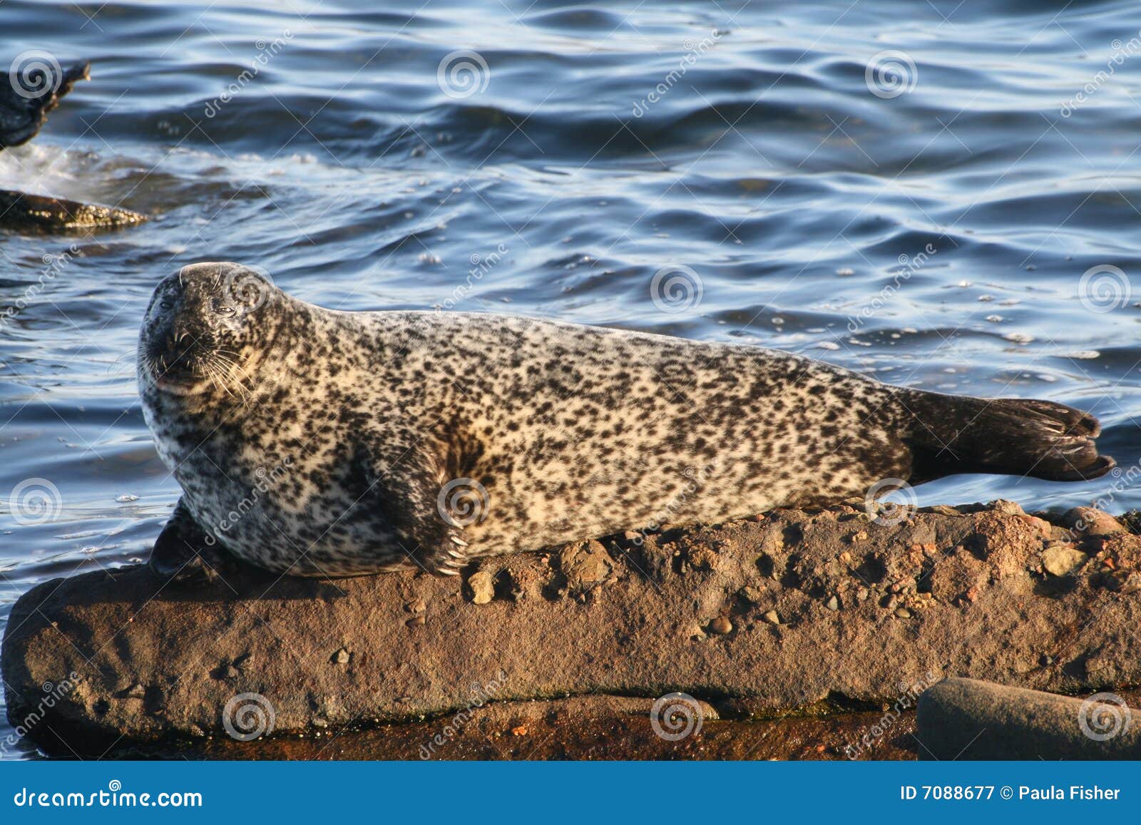 Common Seal stock image. Image of grey, natural, myth - 7088677