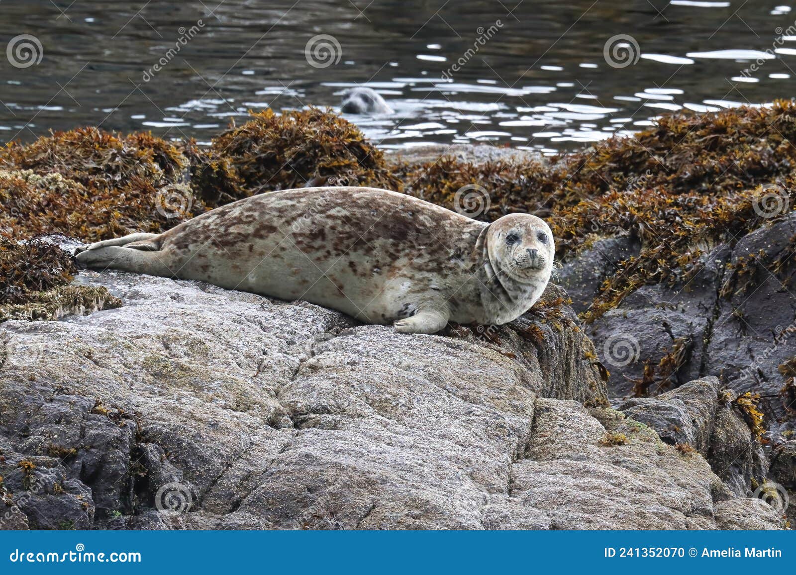 Common Seal Basking on Rocks during the Summer Stock Photo - Image of ...