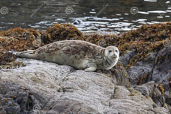 Common Seal Basking on Rocks during the Summer Stock Photo - Image of ...
