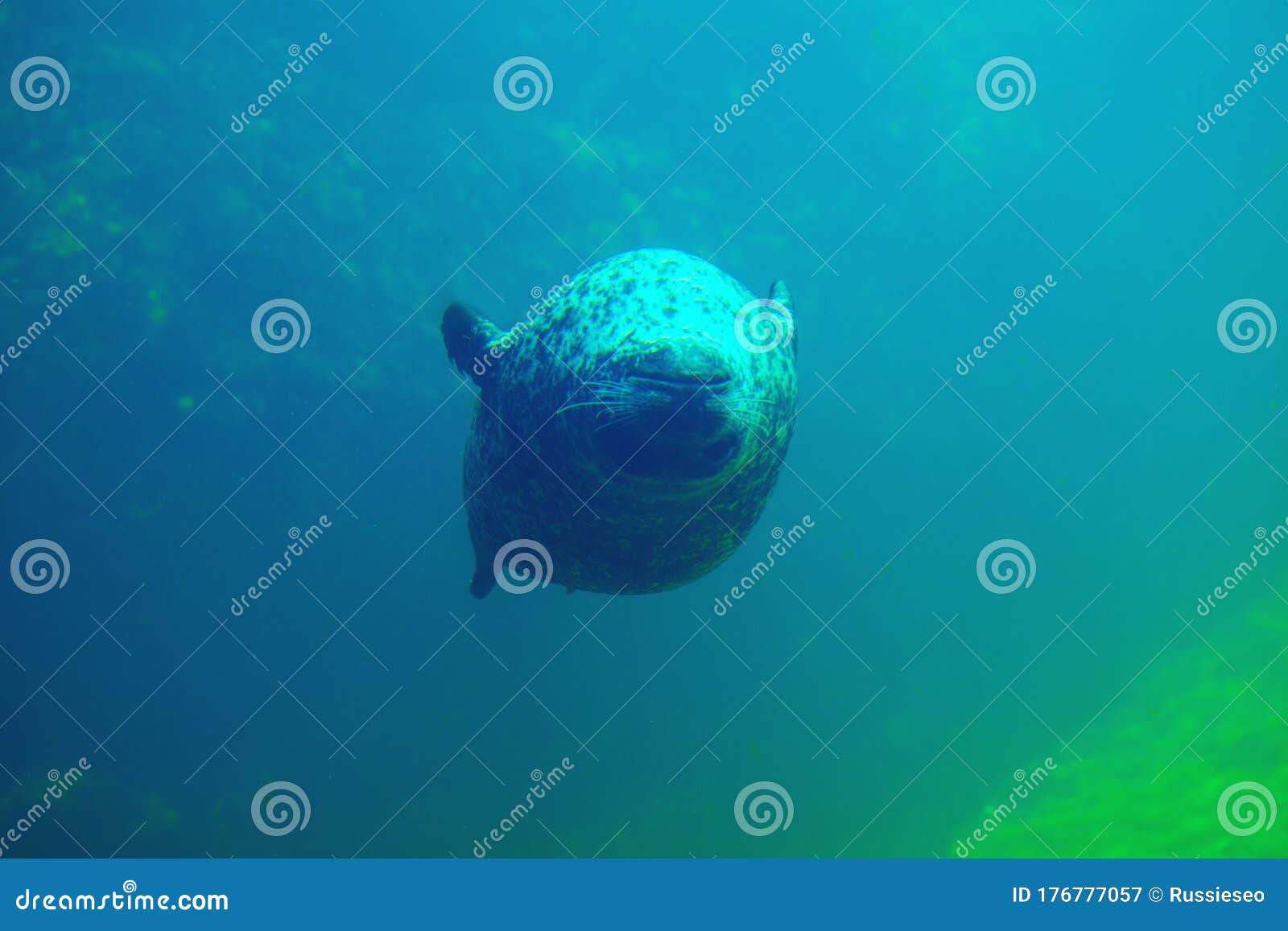 Common seal stock image. Image of fauna, coral, marine - 176777057