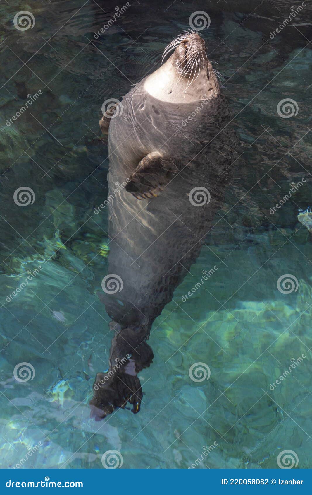 Common seal looking at you stock photo. Image of coast - 220058082