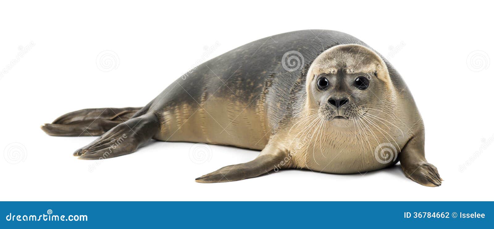 Common Seal Lying, Phoca Vitulina, 8 Months Old, Isolated Stock Photo ...