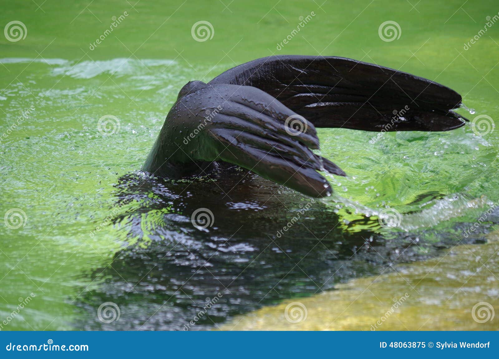 Common seal stock image. Image of predator, play, seal - 48063875