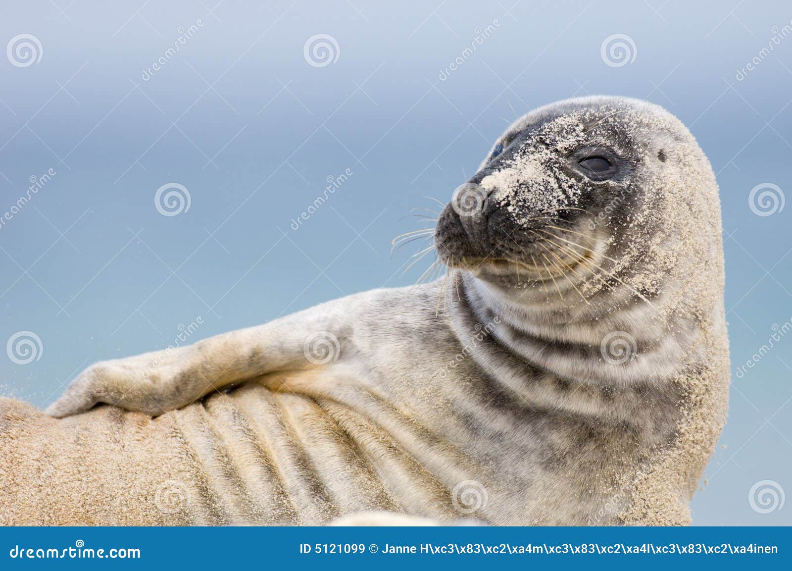 Common Seal Royalty-Free Stock Photography | CartoonDealer.com #33181565