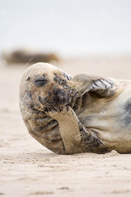 Common Seal Posing stock photo. Image of nature, atlantic - 5121068