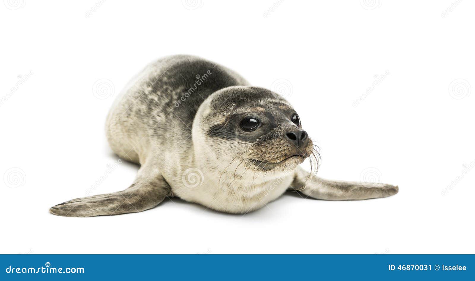 Common Seal Stock Image | CartoonDealer.com #4632205