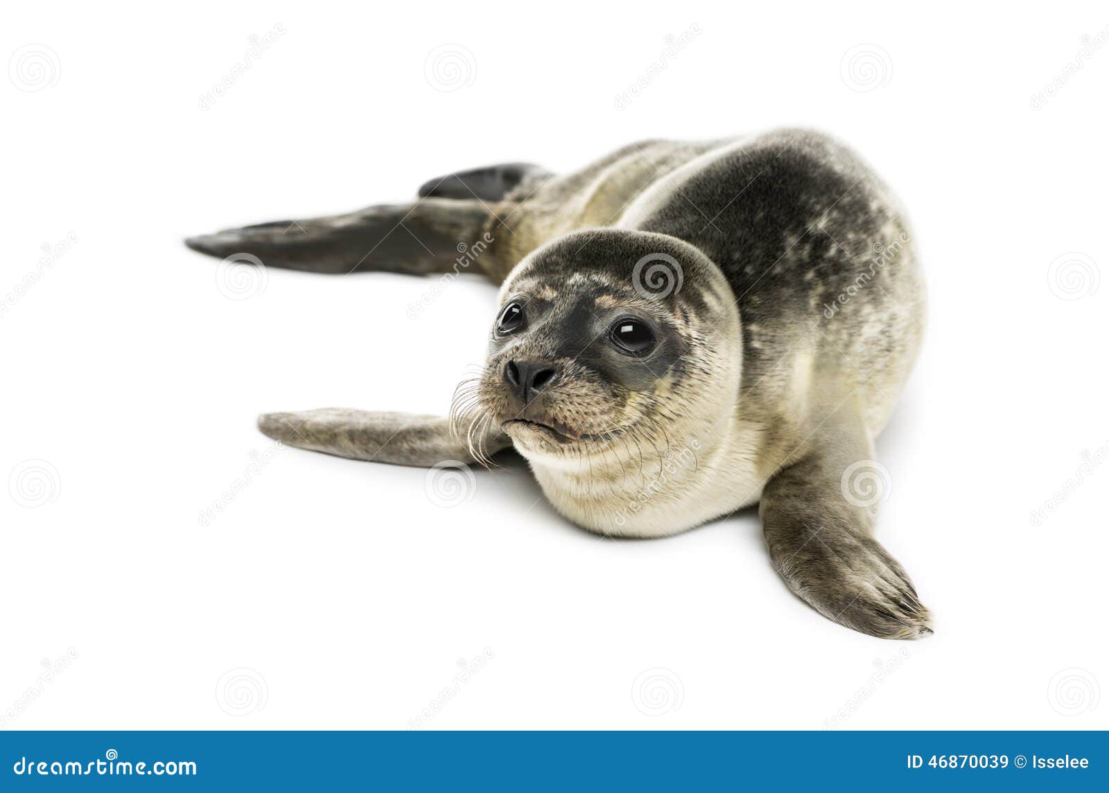 Common Seal Stock Image | CartoonDealer.com #4632205