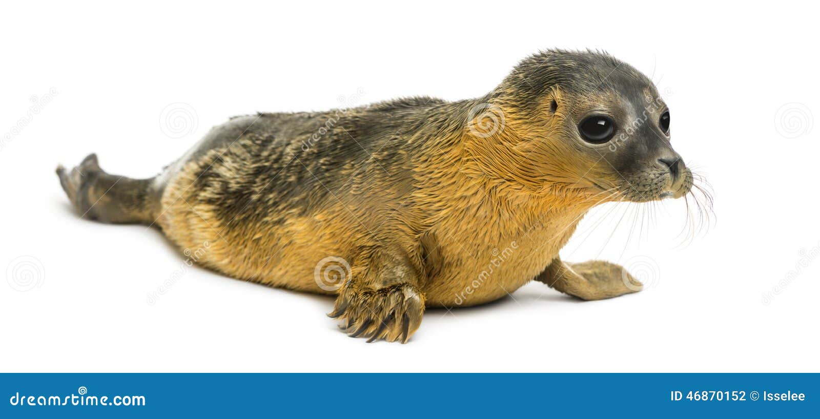 Common Seal Stock Image | CartoonDealer.com #4632205