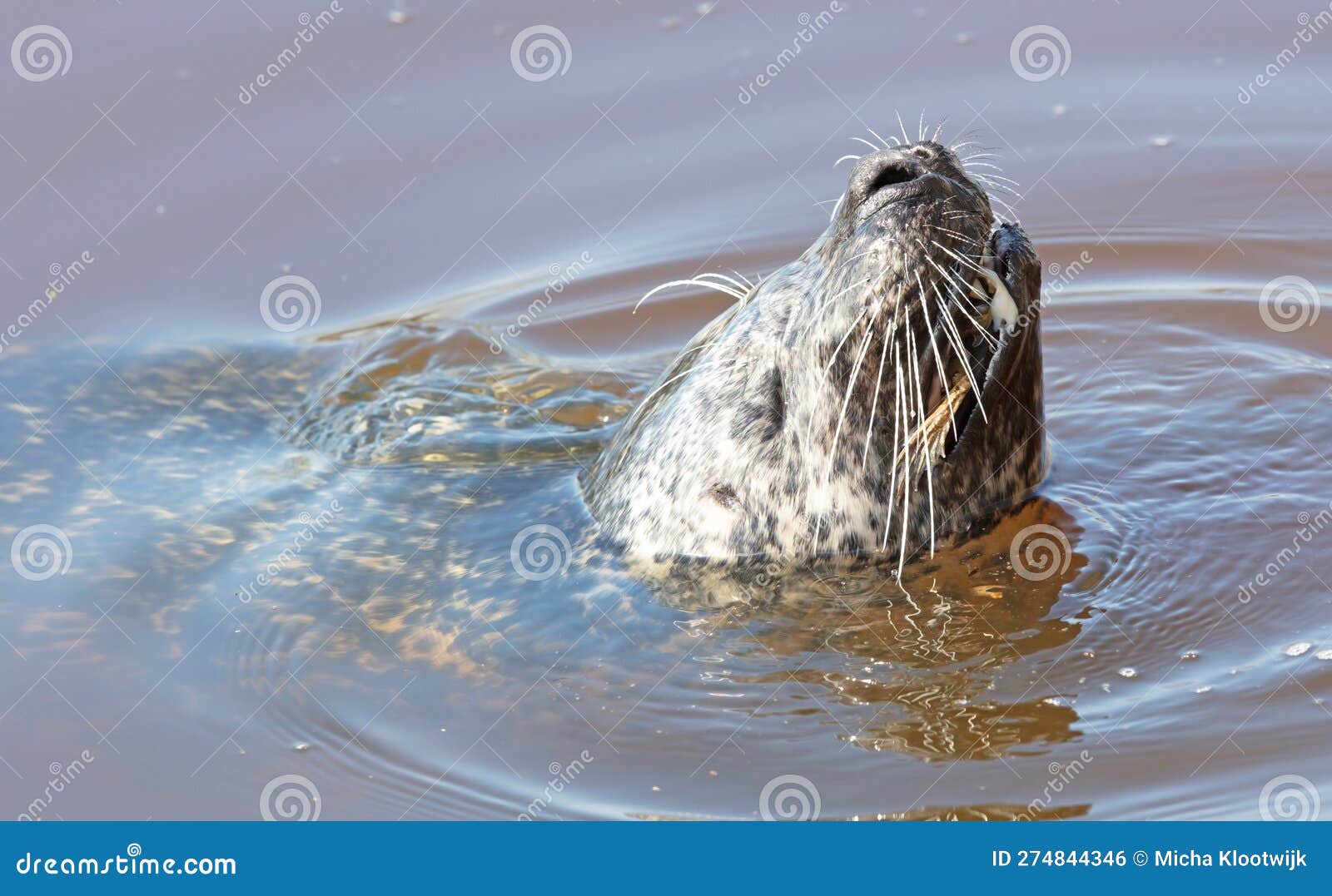Common Seal in the Water, Eating a Frog Stock Photo - Image of ...