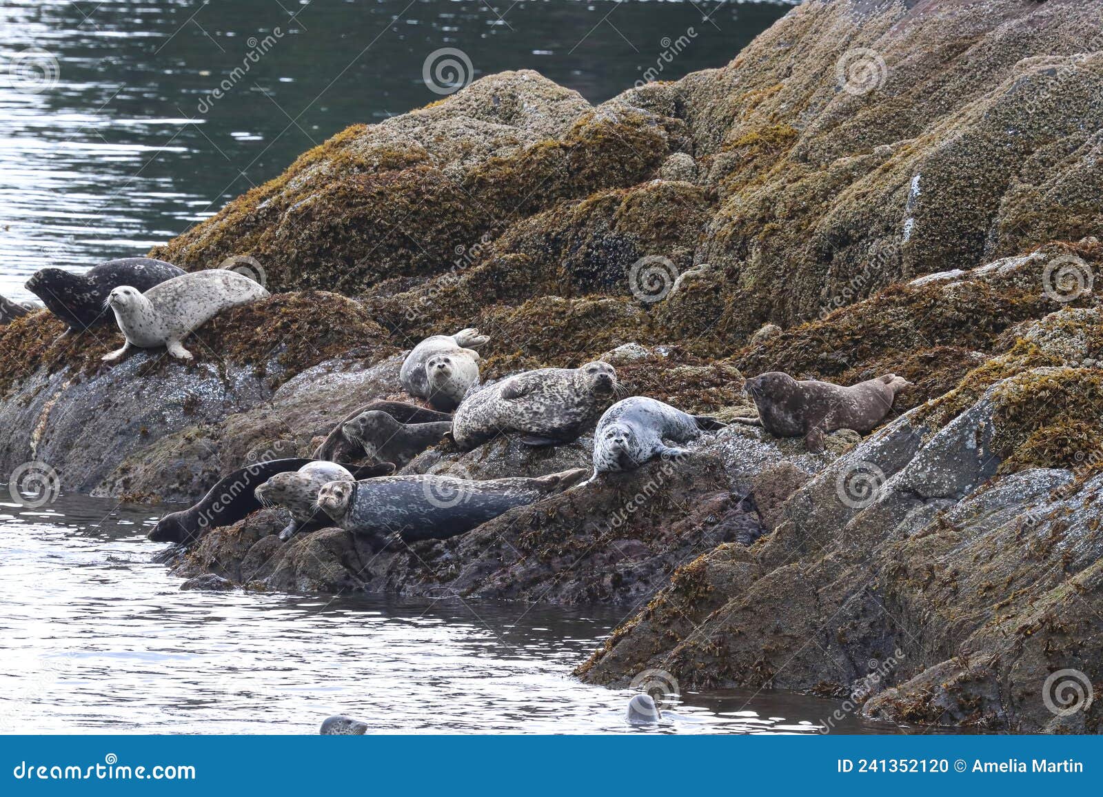 Common Seals Basking on Rocks during the Summer Stock Photo - Image of ...