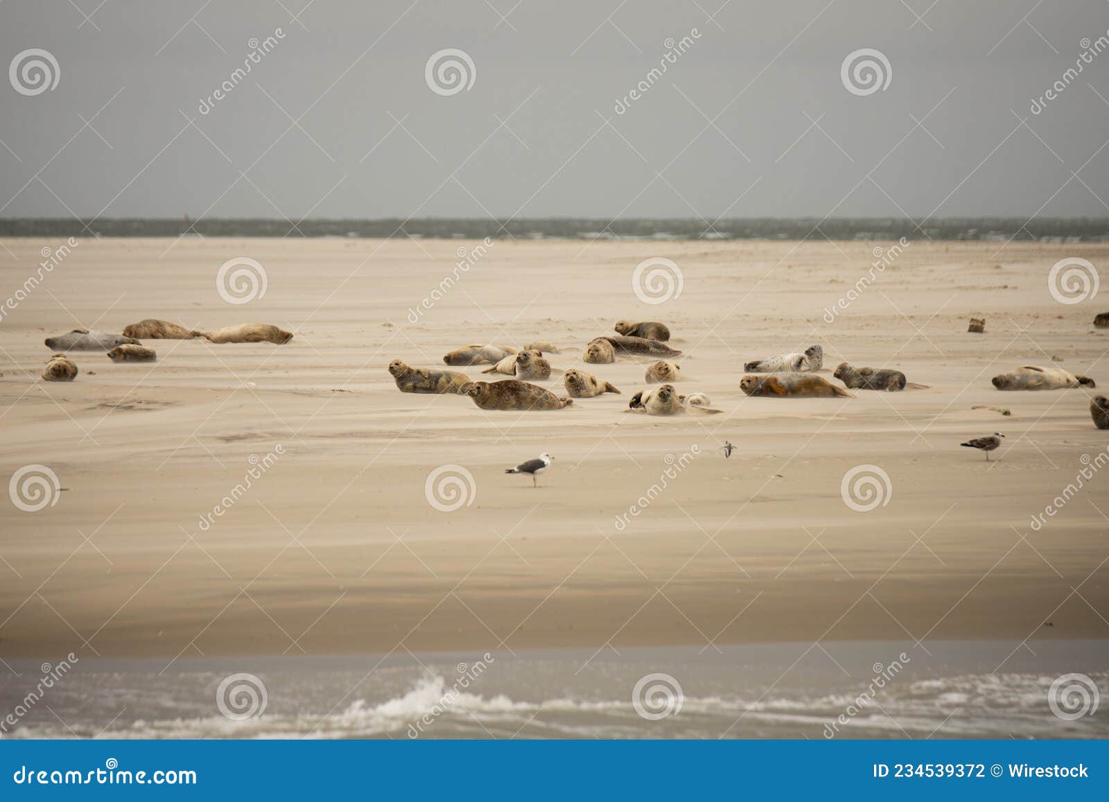 Common Seals On The Dune Of Helgoland. Royalty-Free Stock Photography ...