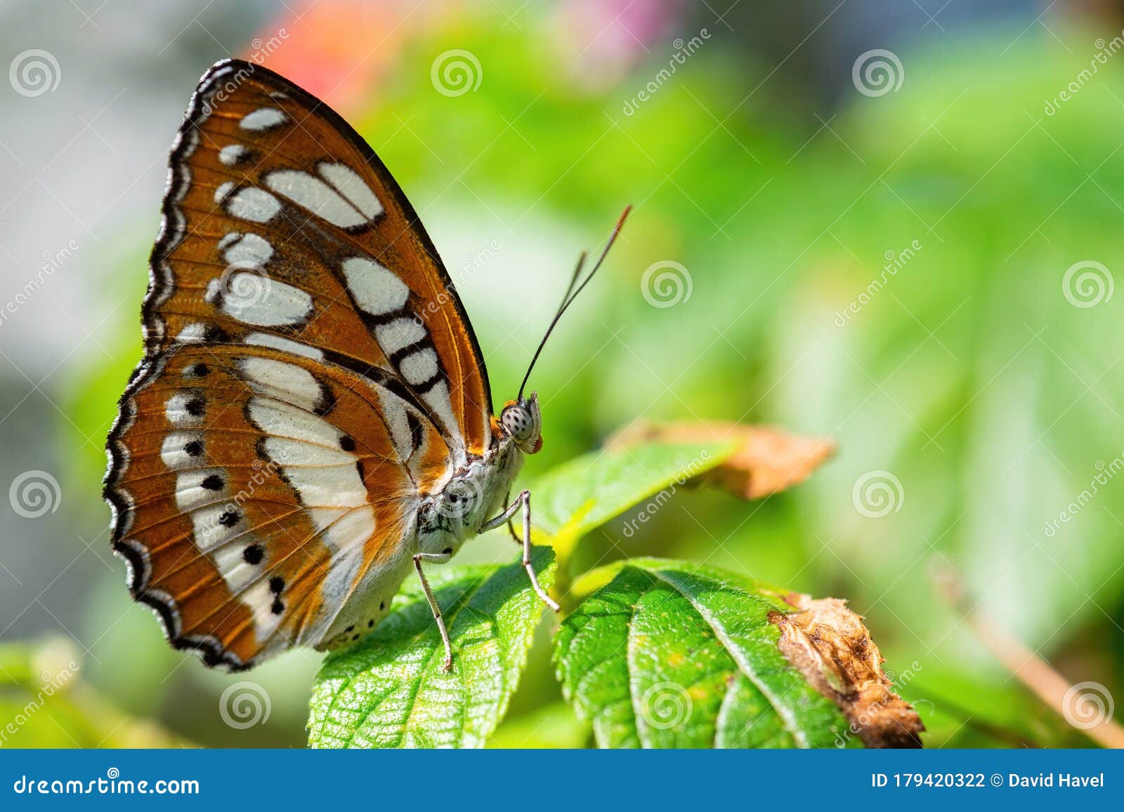 Common Sergeant - Athyma Perius Stock Photo - Image of orange ...