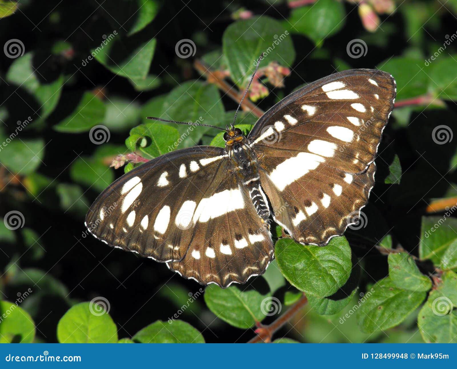 Common Sergeant butterfly stock photo. Image of butterfly - 128499948
