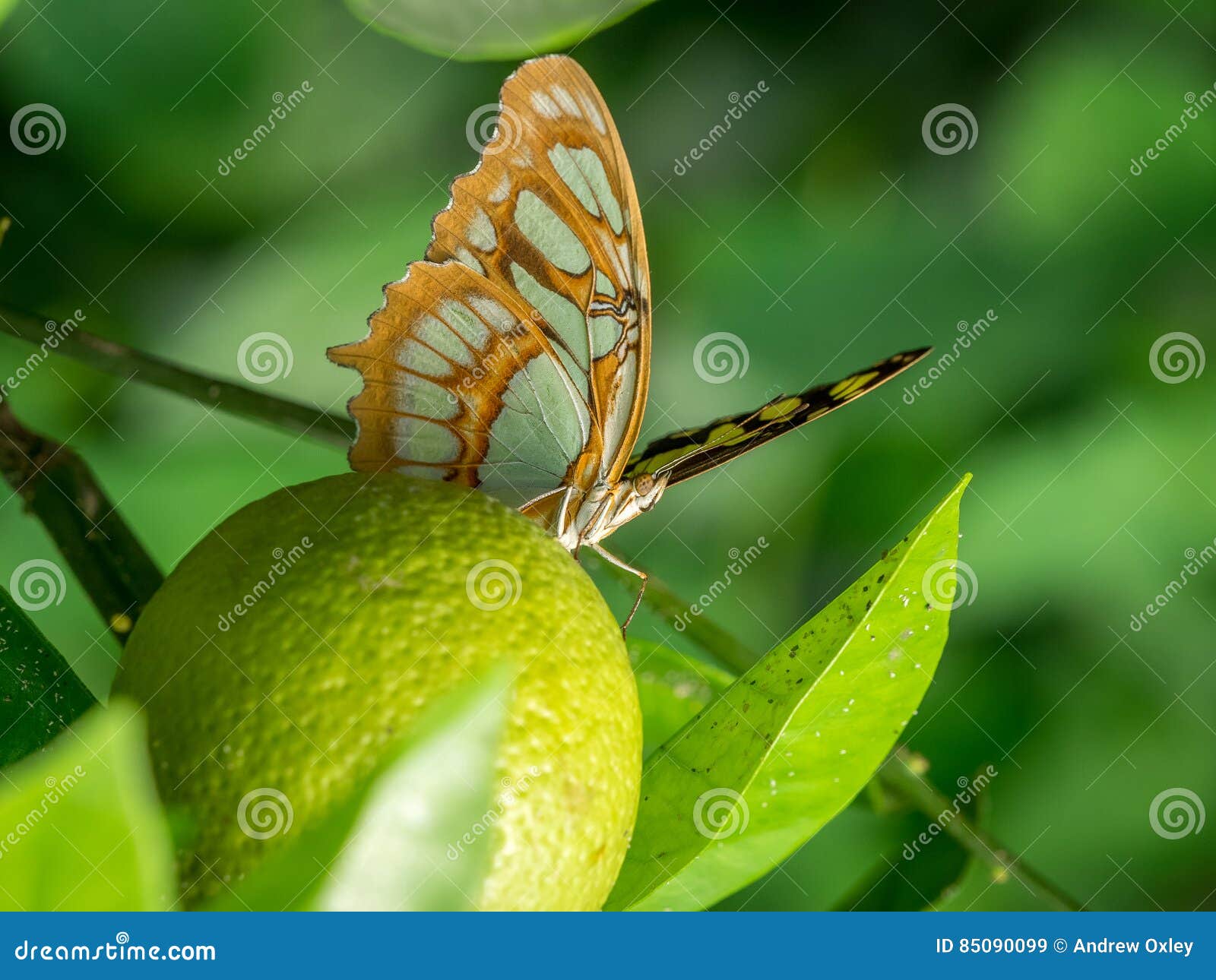 Common Sergeant Butterfly stock image. Image of southeast - 85090099