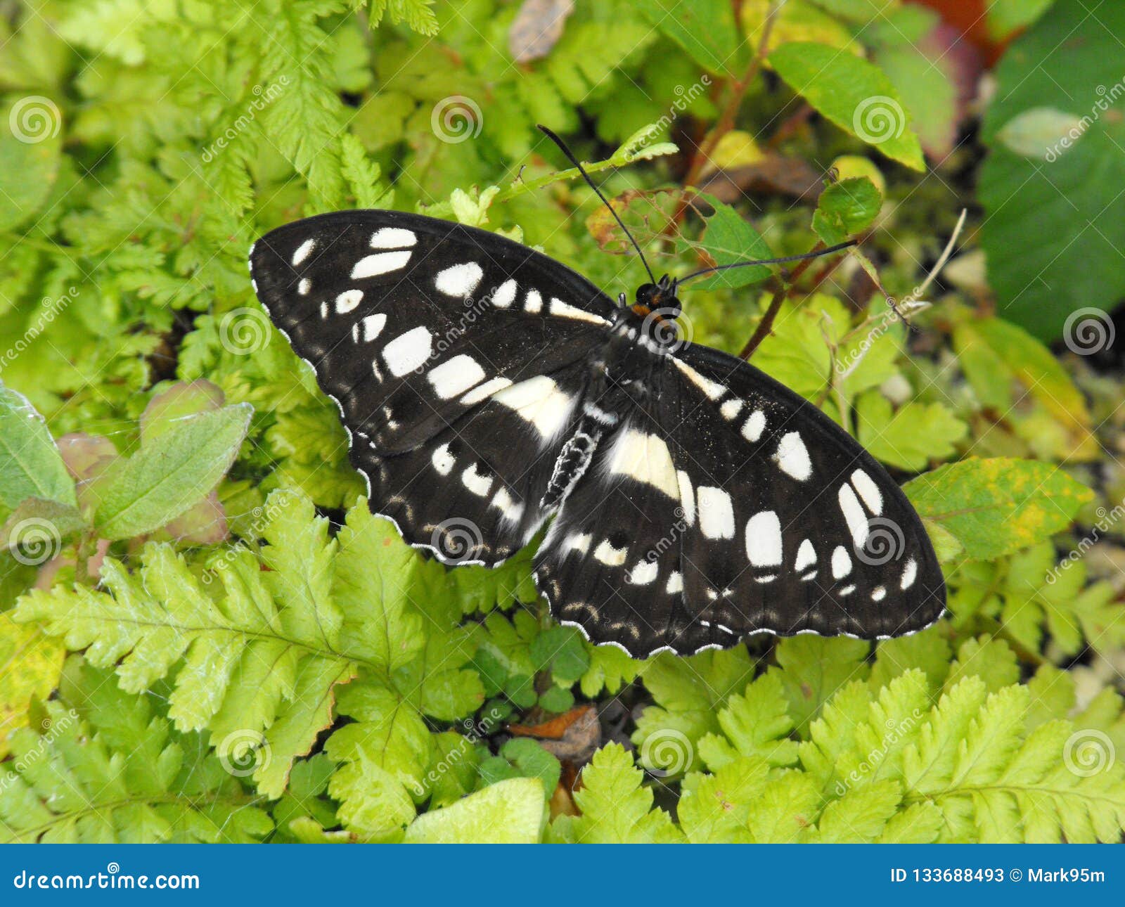 Common Sergeant Butterfly stock image. Image of pattern - 133688493