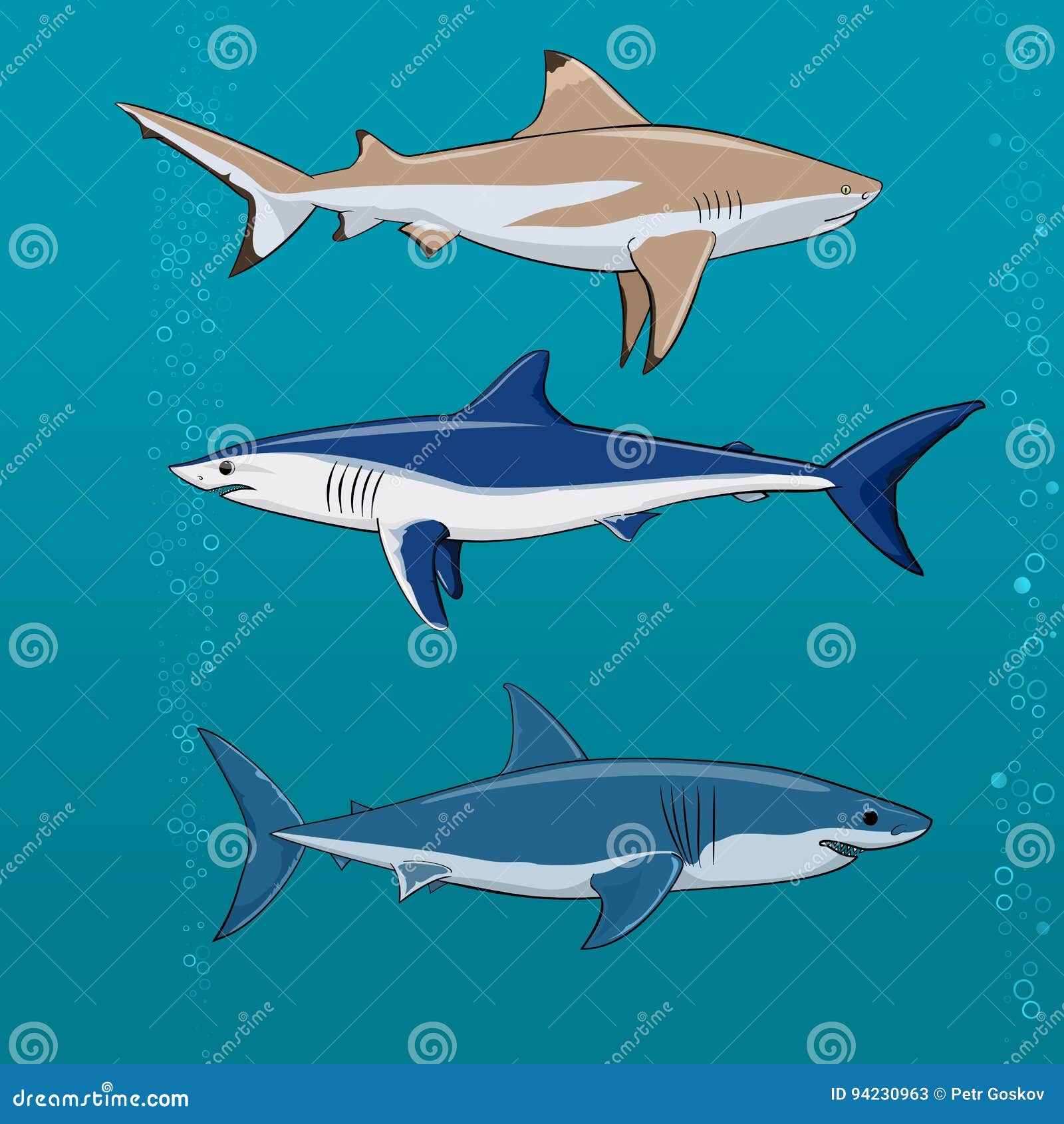 Common Sharks Set Vector Illustration Stock Vector - Illustration of ...