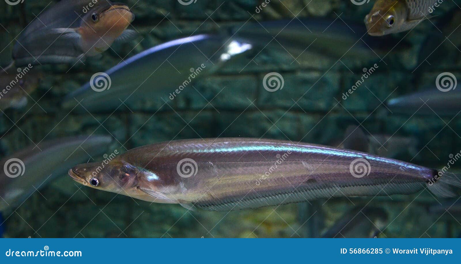 Common sheatfish stock image. Image of siluriformes, tasty - 56866285