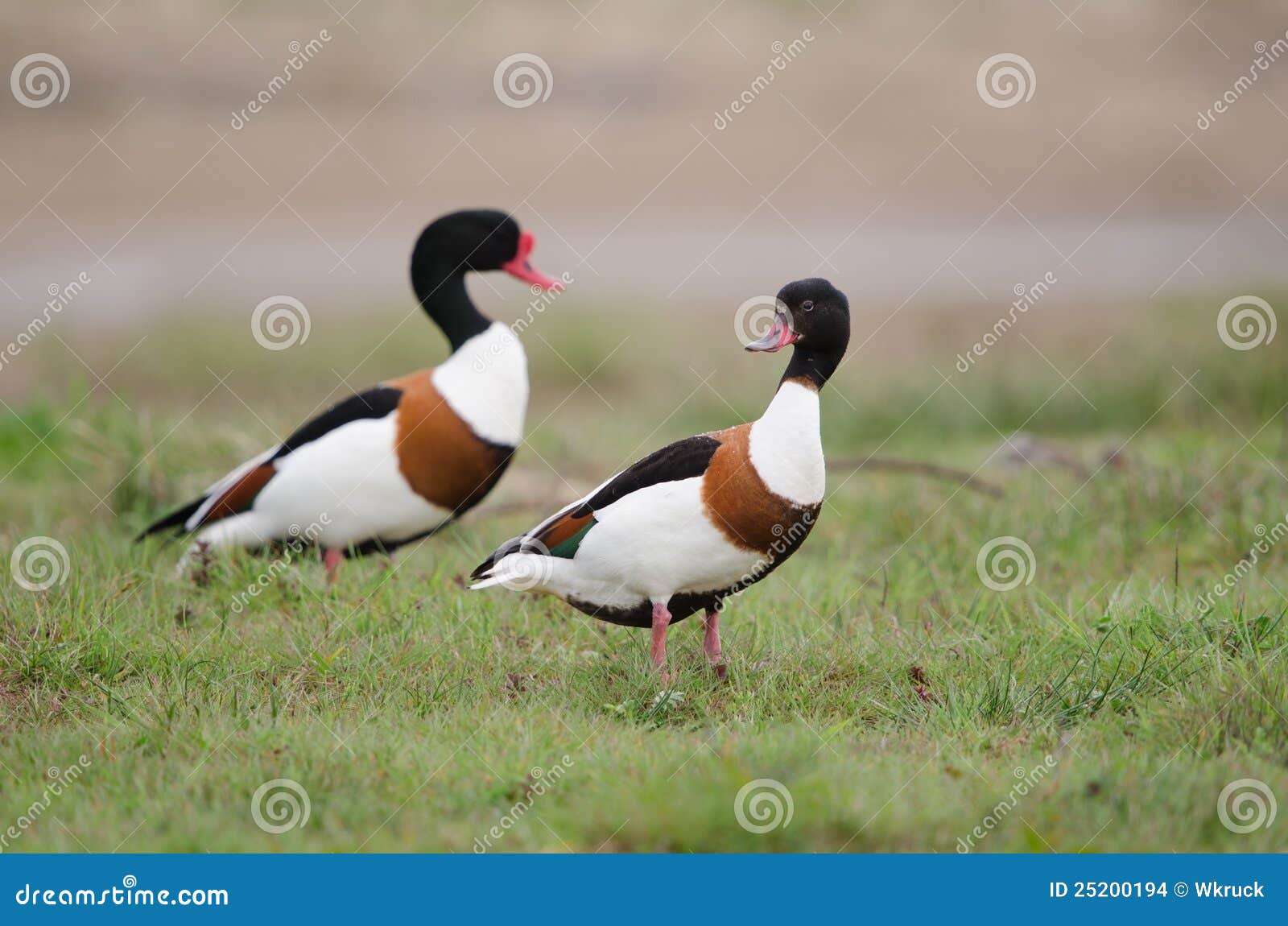 Common shelduck stock photo. Image of meadow, wildlife - 25200194