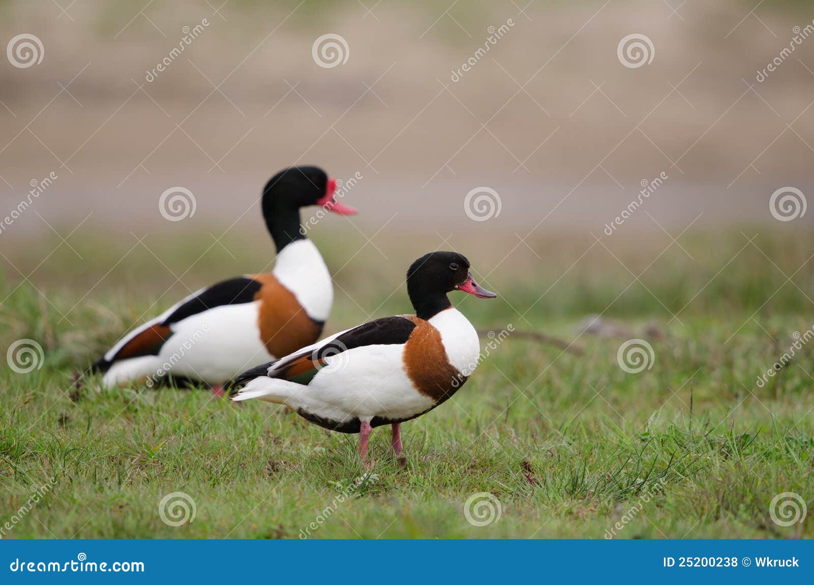 Common Shelduck Royalty-Free Stock Image | CartoonDealer.com #31580932