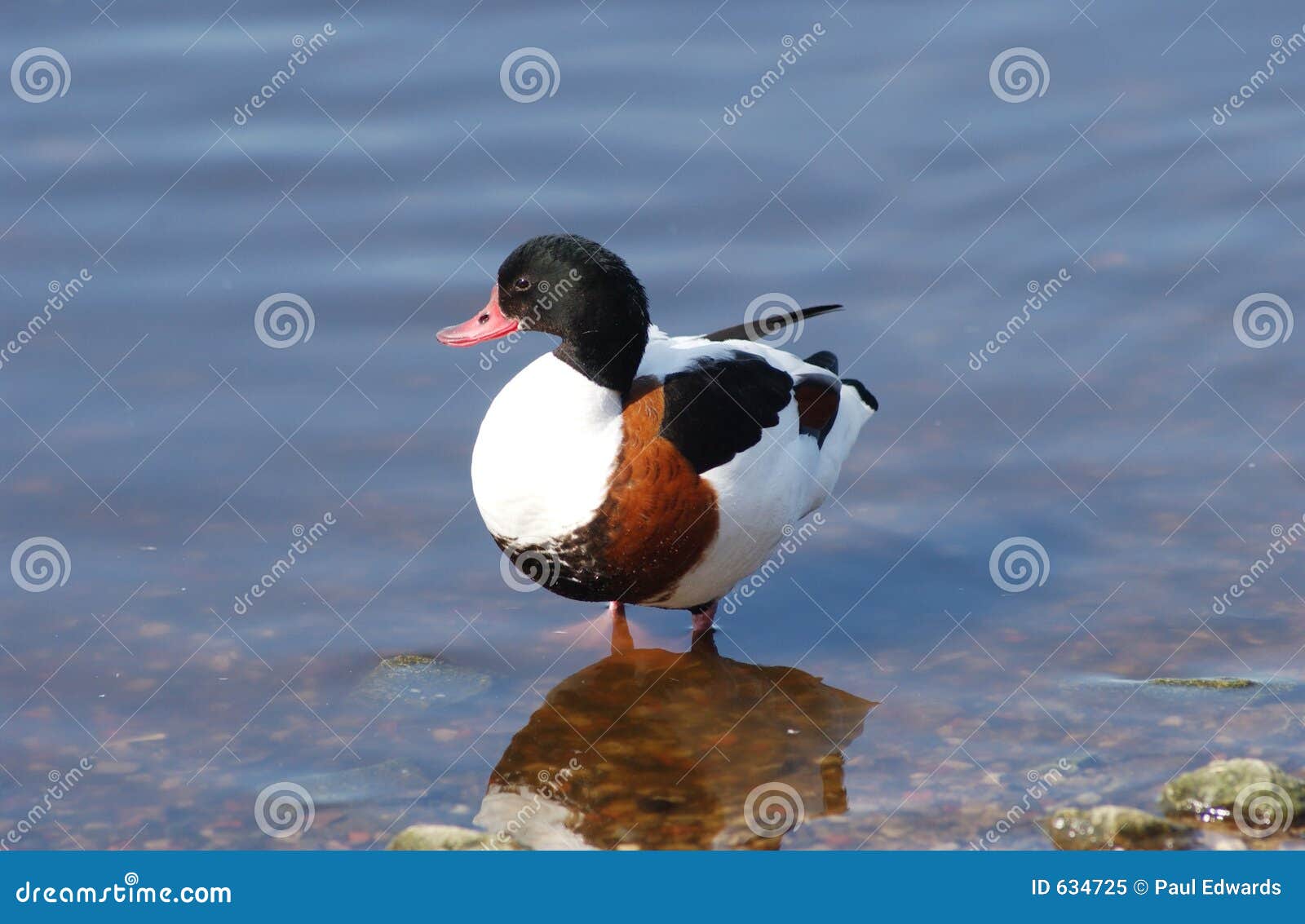 Common shelduck stock image. Image of water, ripples, shelduck - 634725