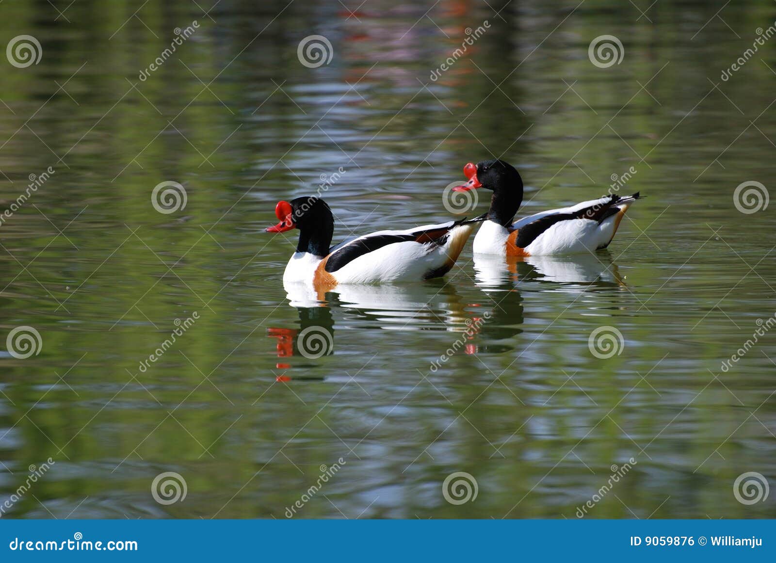 Common Shelduck stock photo. Image of gooselike, bird - 9059876