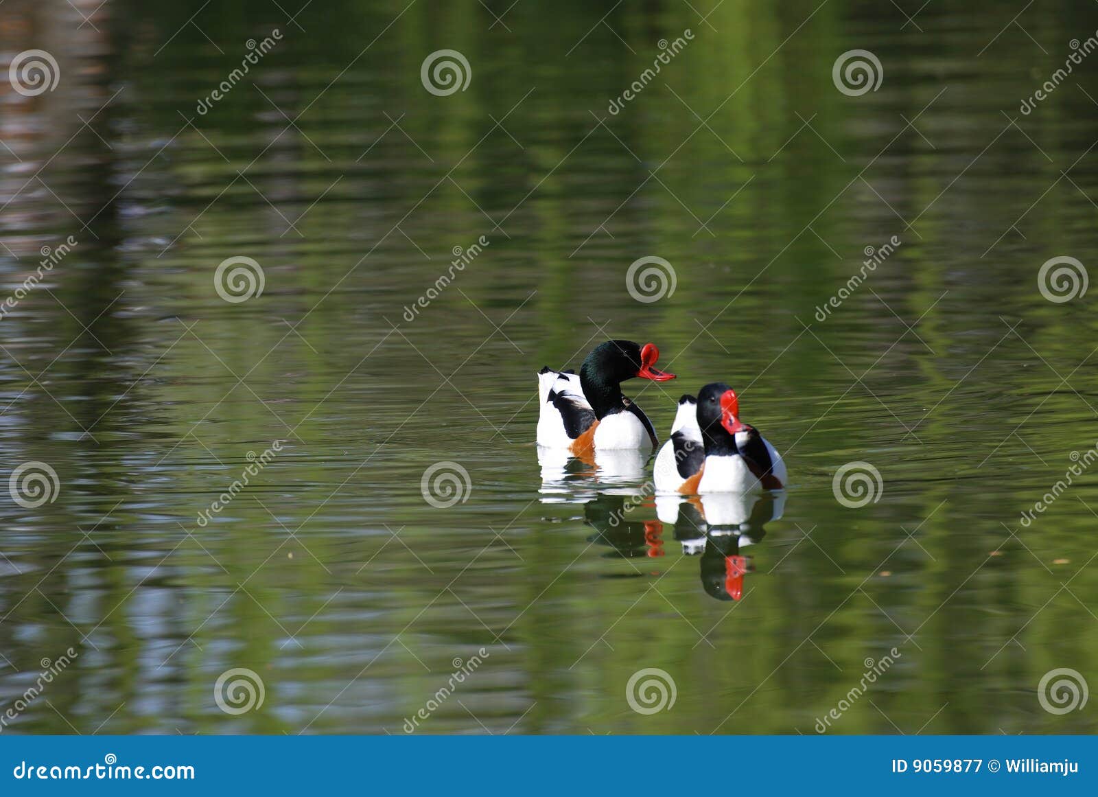 Common Shelduck stock image. Image of ripple, common, gooselike - 9059877