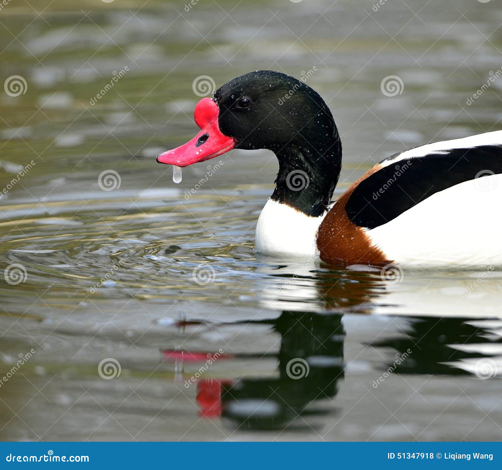 Common Shelduck stock photo. Image of animals, waterfowl - 51347918