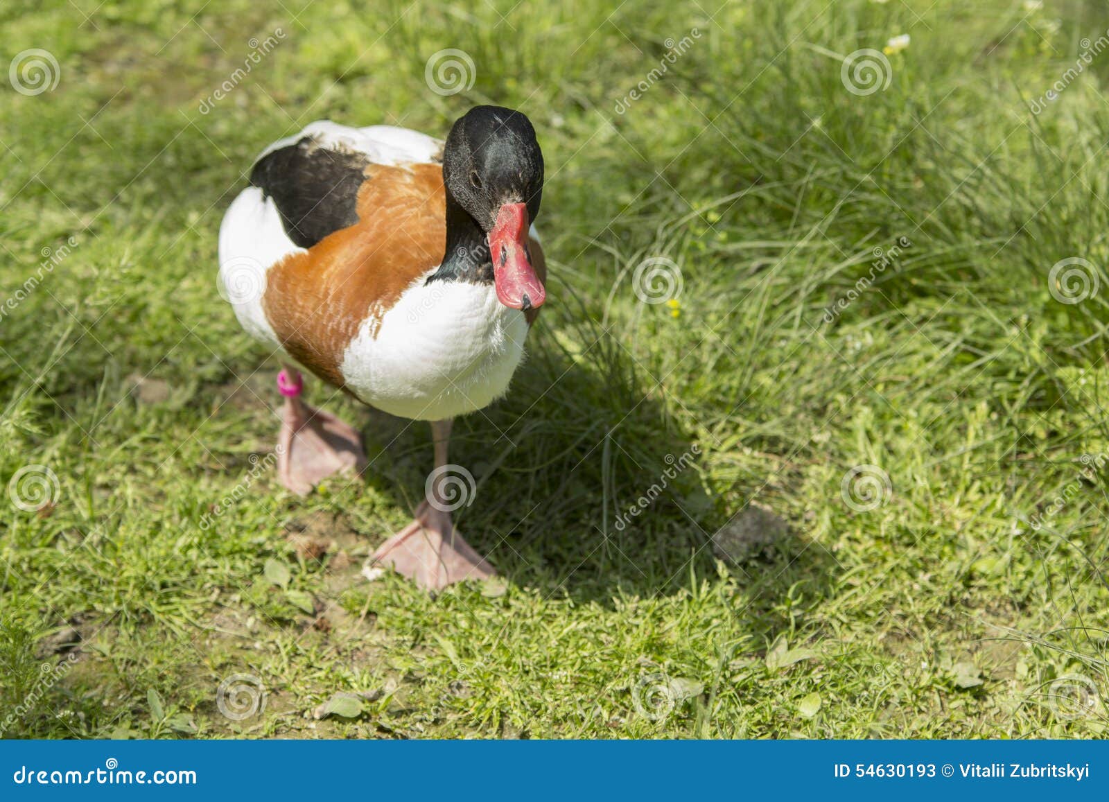 Common shelduck stock image. Image of step, color, animal - 54630193